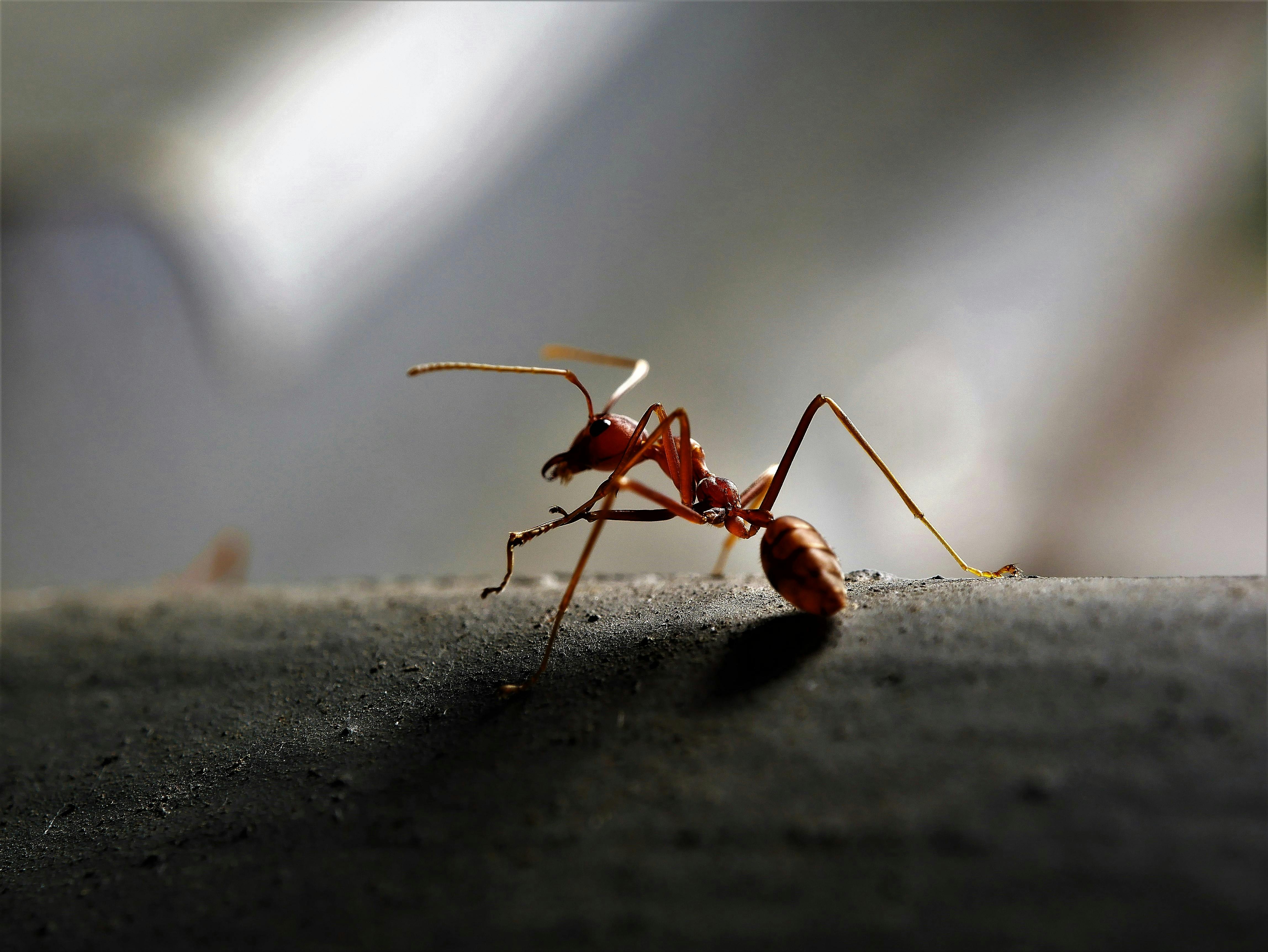 90.000+ 使用docker+images+-a查找已删除的镜像 Bilder und Fotos · Kostenlos ...