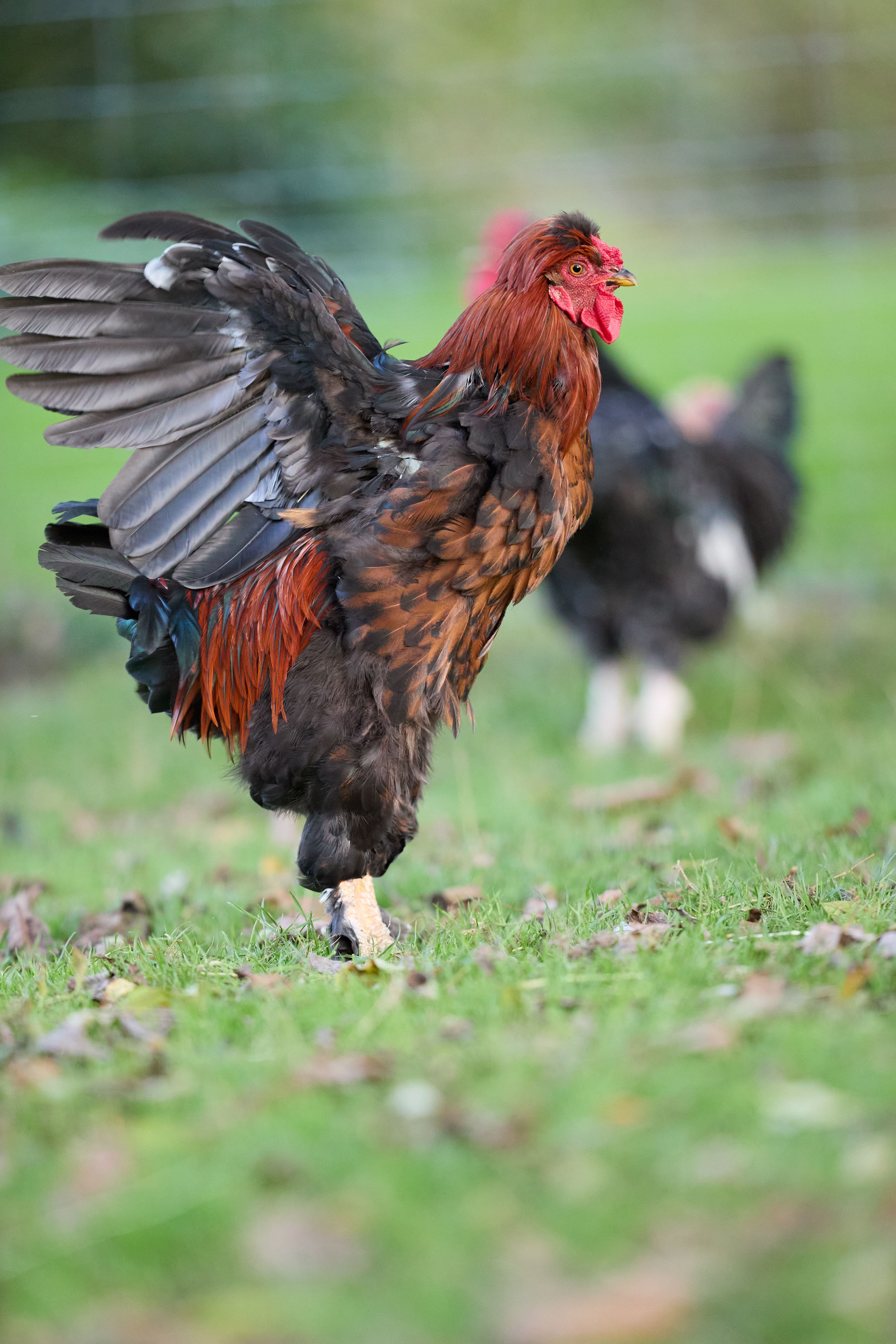 Angry Bird Photos, Download The BEST Free Angry Bird Stock Photos & HD ...