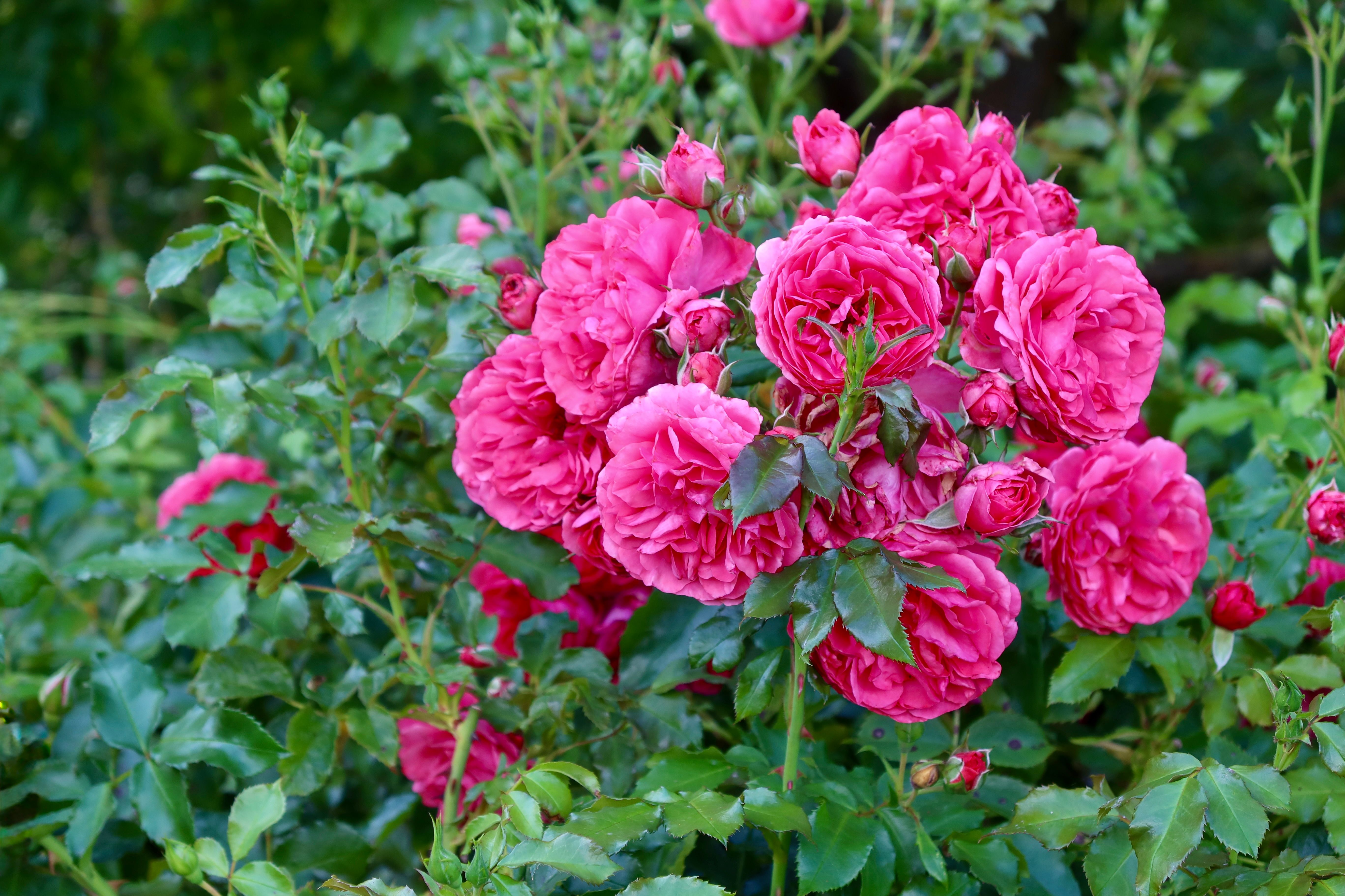 Vibrant Pink Roses Blooming in Lush Garden · Free Stock Photo