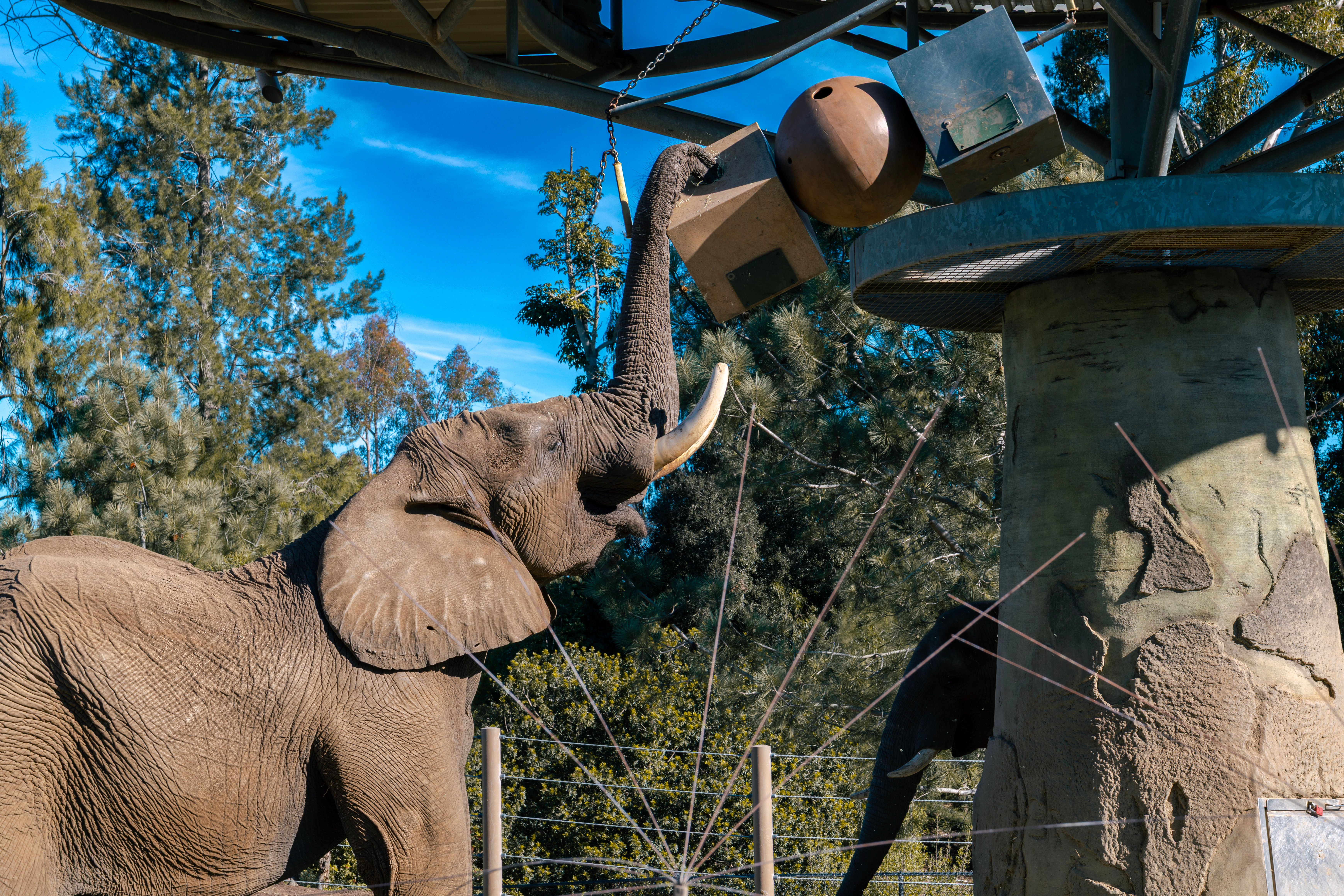 African Elephant Reaching Out for Food at Zoo · Free Stock Photo