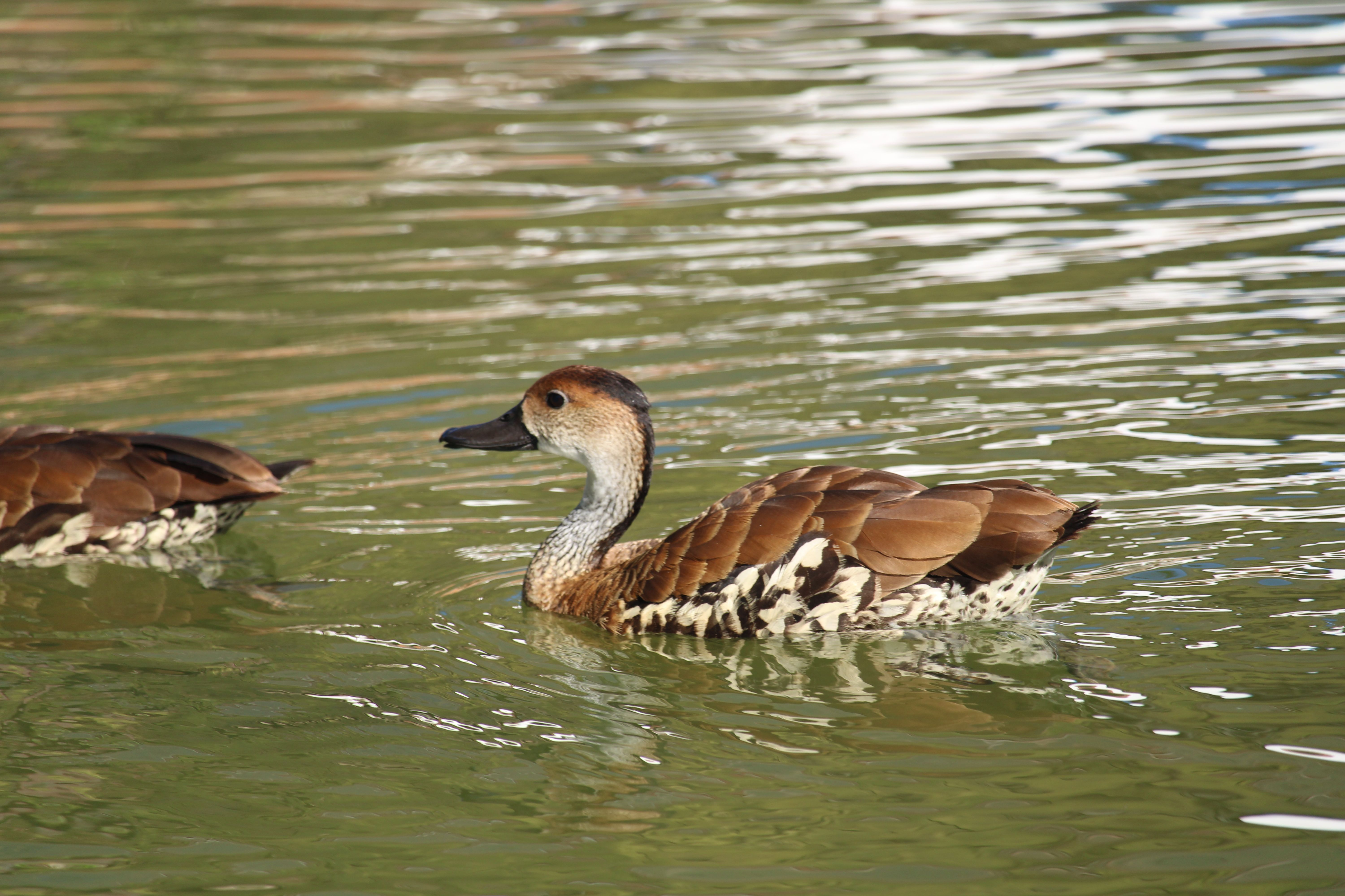 Peaceful Brown Duck Swimming in Calm Waters · Free Stock Photo
