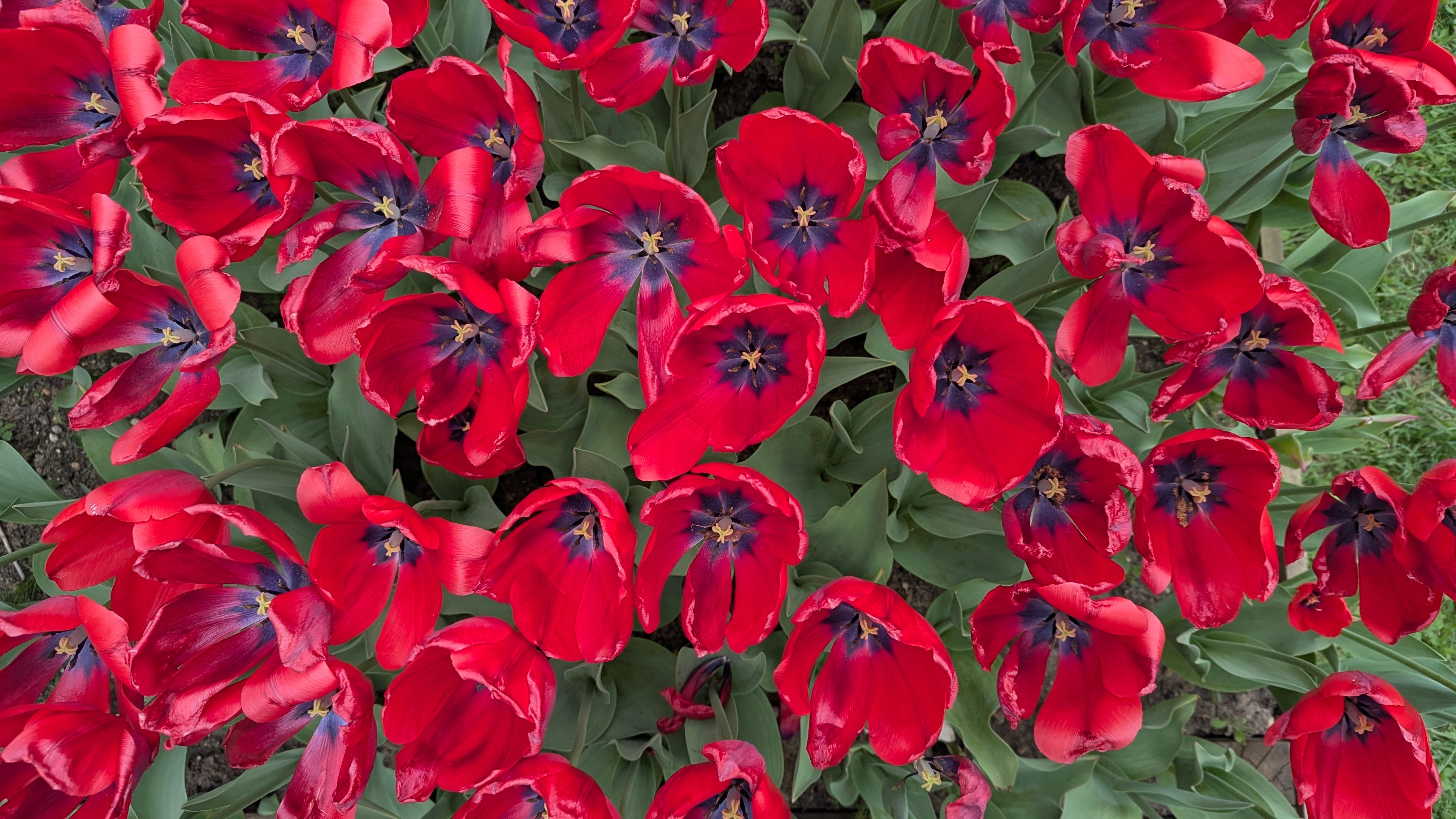 Vibrant Red Tulips in Spring Bloom · Free Stock Photo