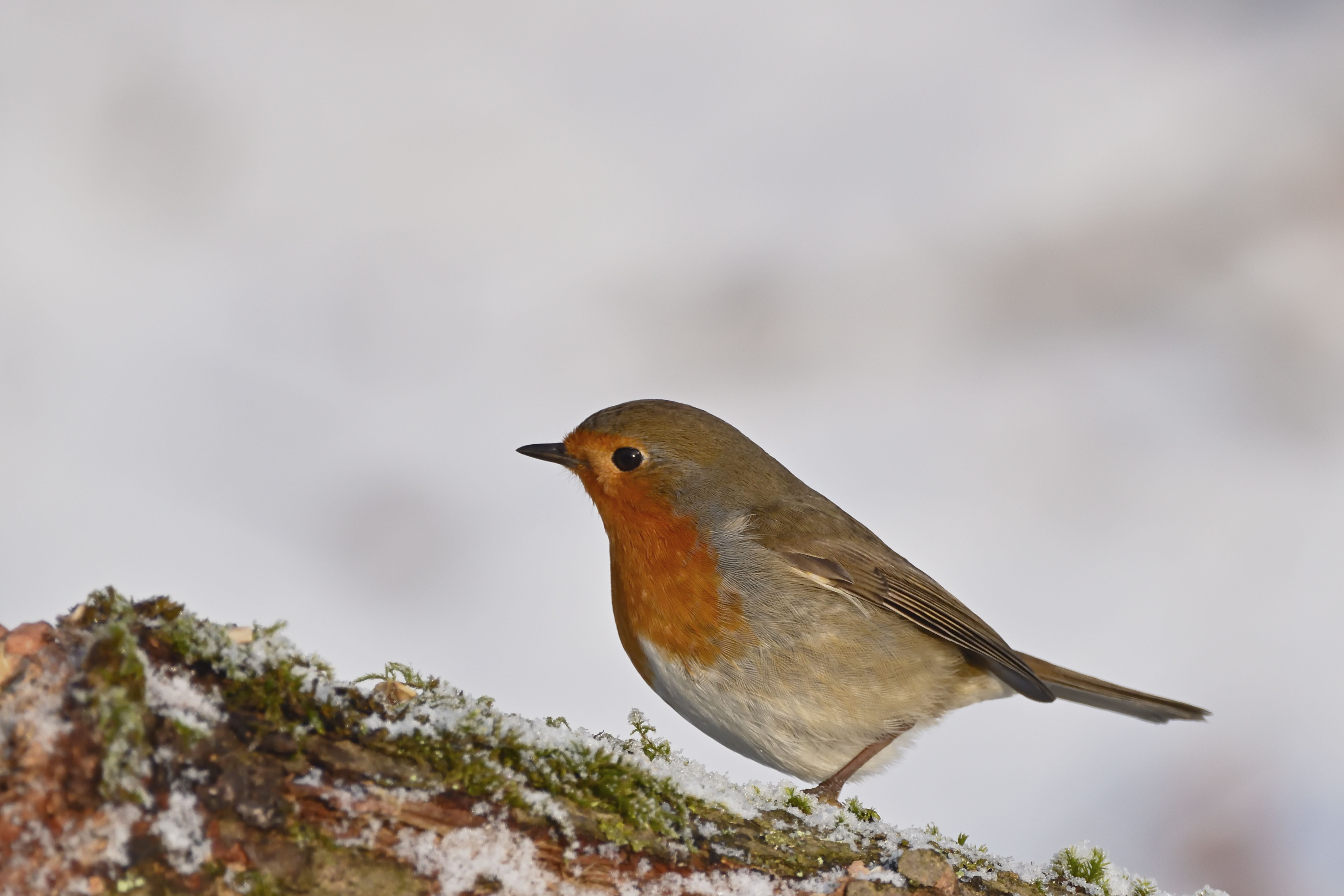 Winter Robins Photos, Download The BEST Free Winter Robins Stock Photos ...