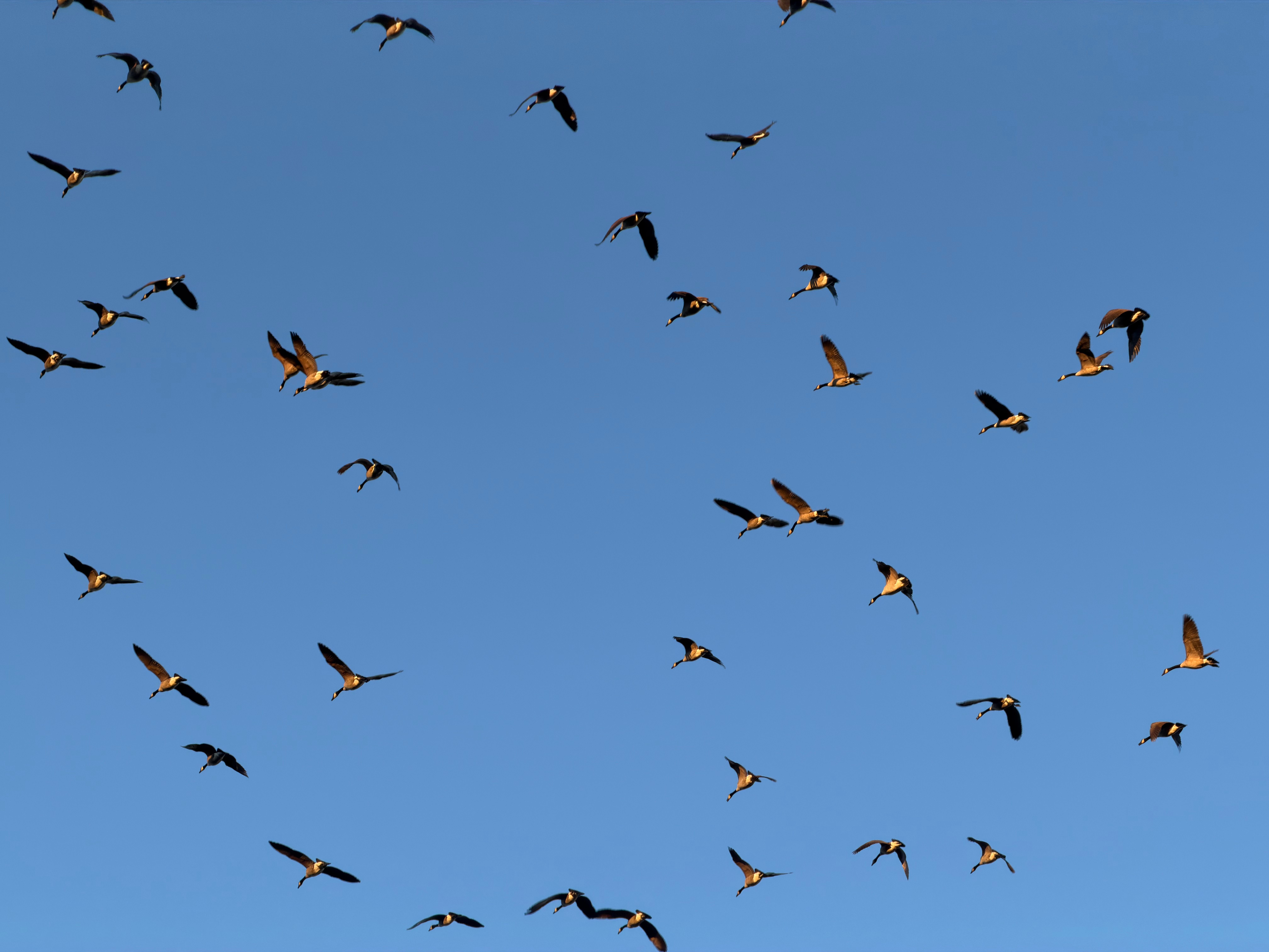 Flock of Birds Soaring in Clear Blue Sky · Free Stock Photo