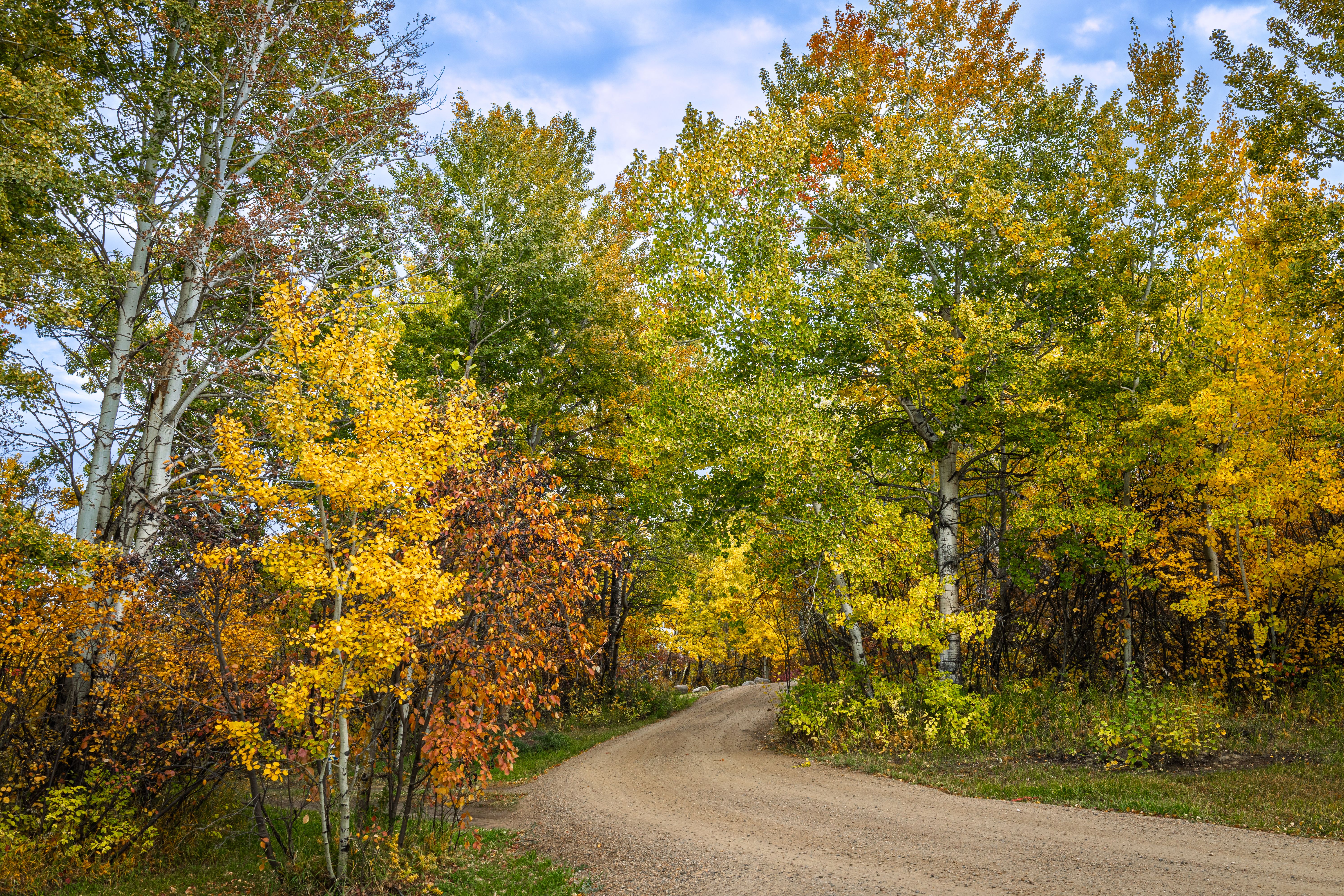 Scenic Autumn Pathway Through Vibrant Forest · Free Stock Photo