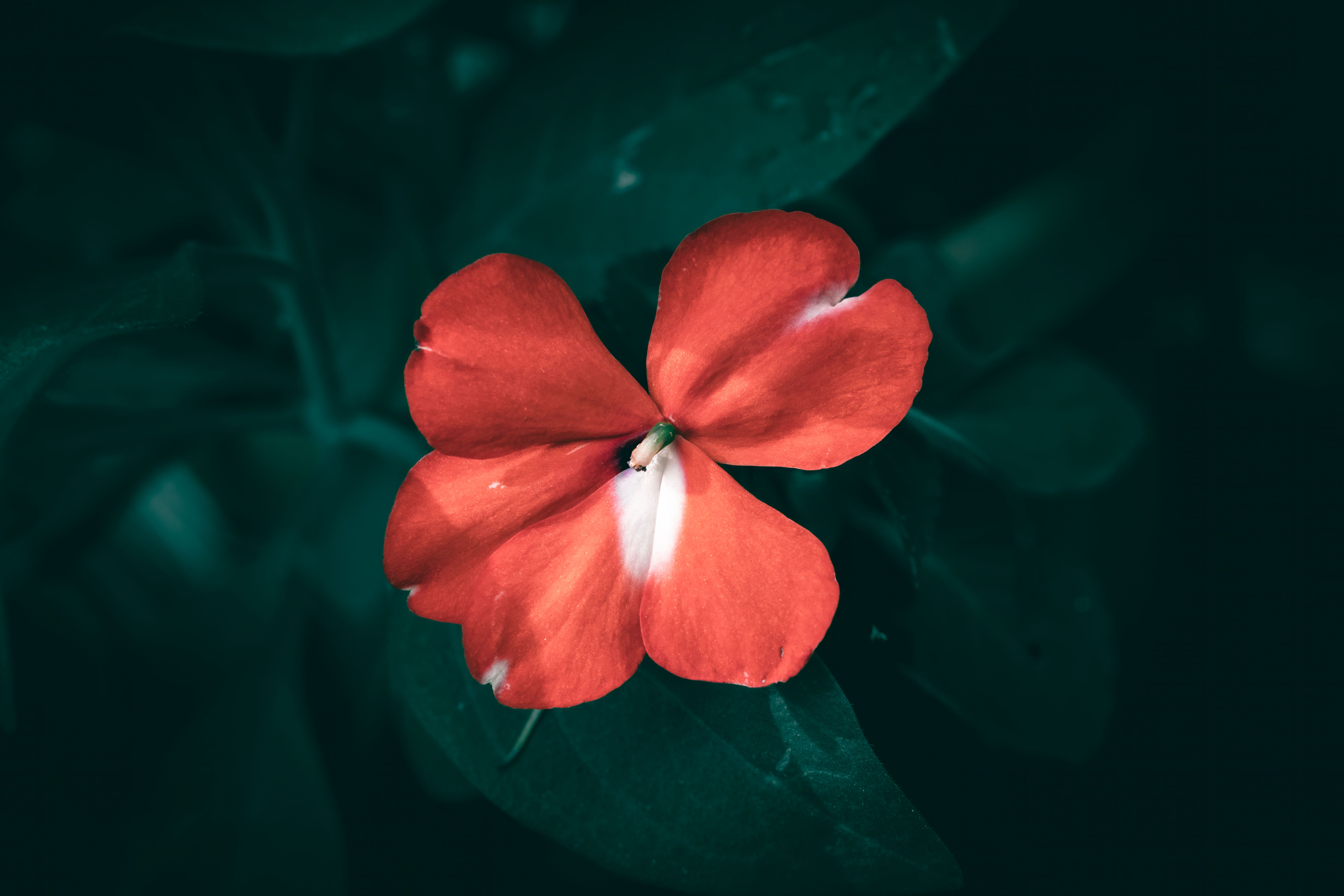 Sadi Background Photos, Download The BEST Free Sadi Background Stock ...