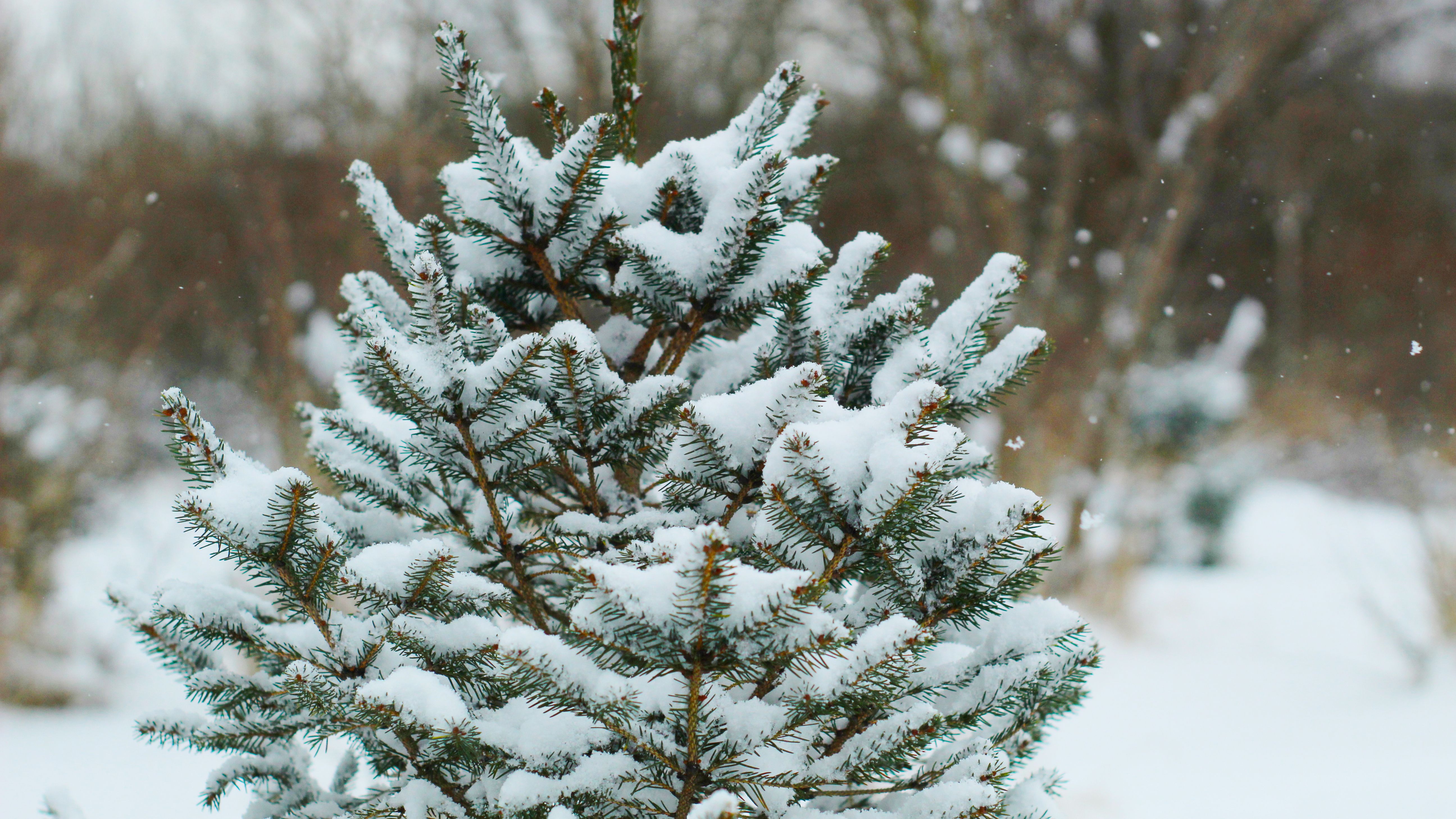 Real Christmas Tree Photos, Download The BEST Free Real Christmas Tree ...