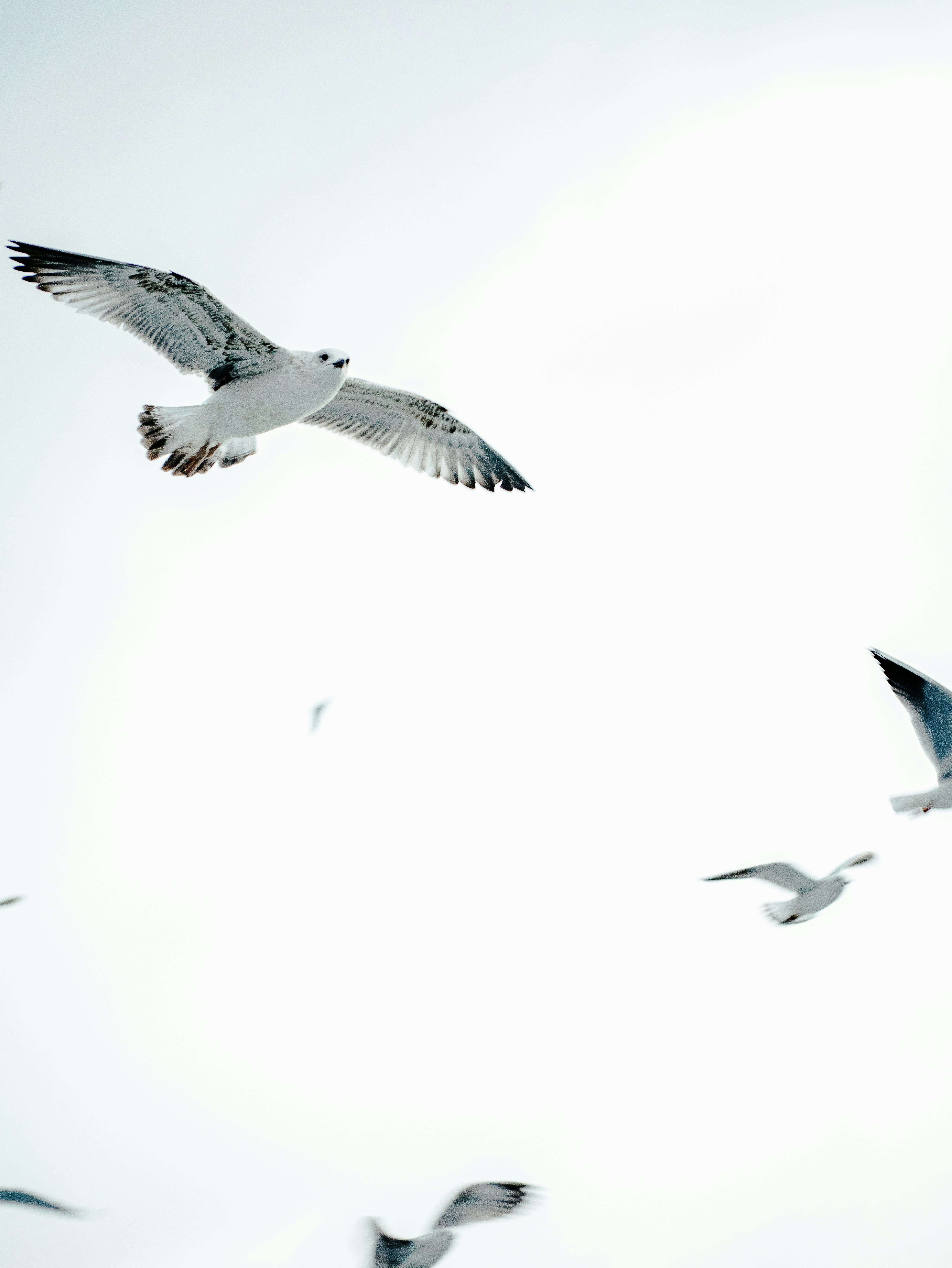 Mclaren F1 2026 Wallpaper Photos, Download The BEST Free Mclaren F1 ...