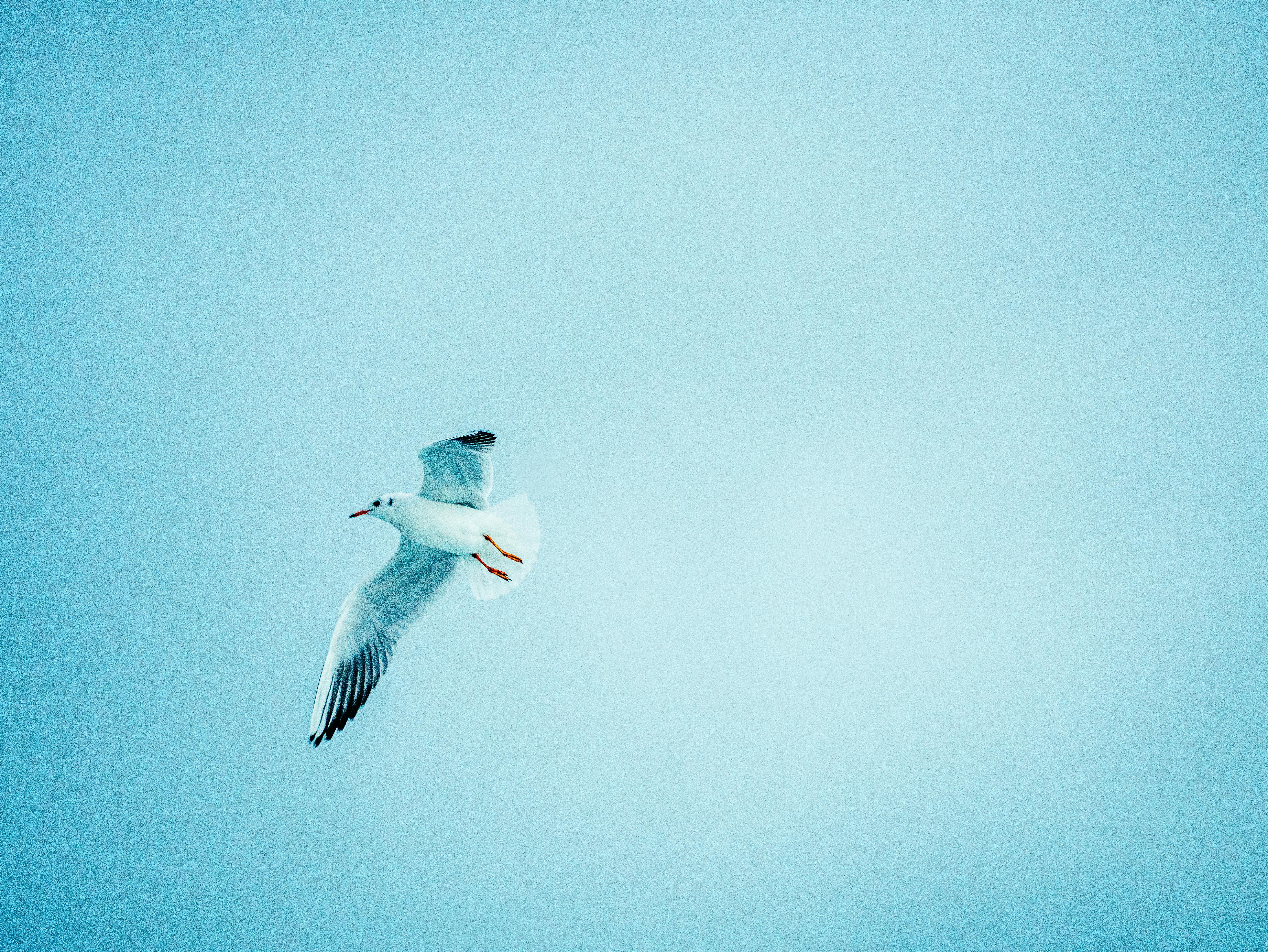 S1mple Signing Camera+Wallpaper Photos, Download The BEST Free S1mple ...