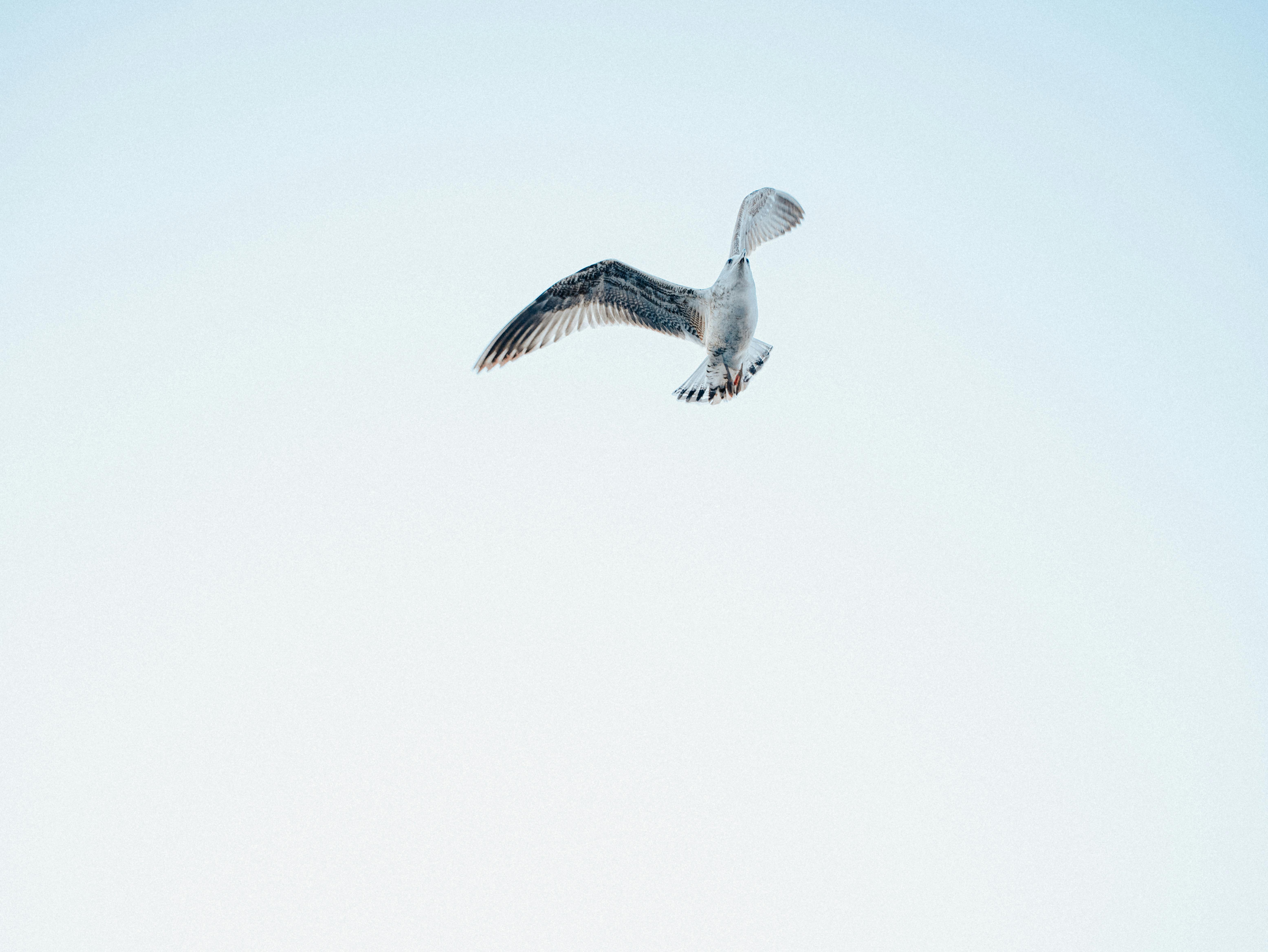 S1mple Signing Camera+Wallpaper Photos, Download The BEST Free S1mple ...