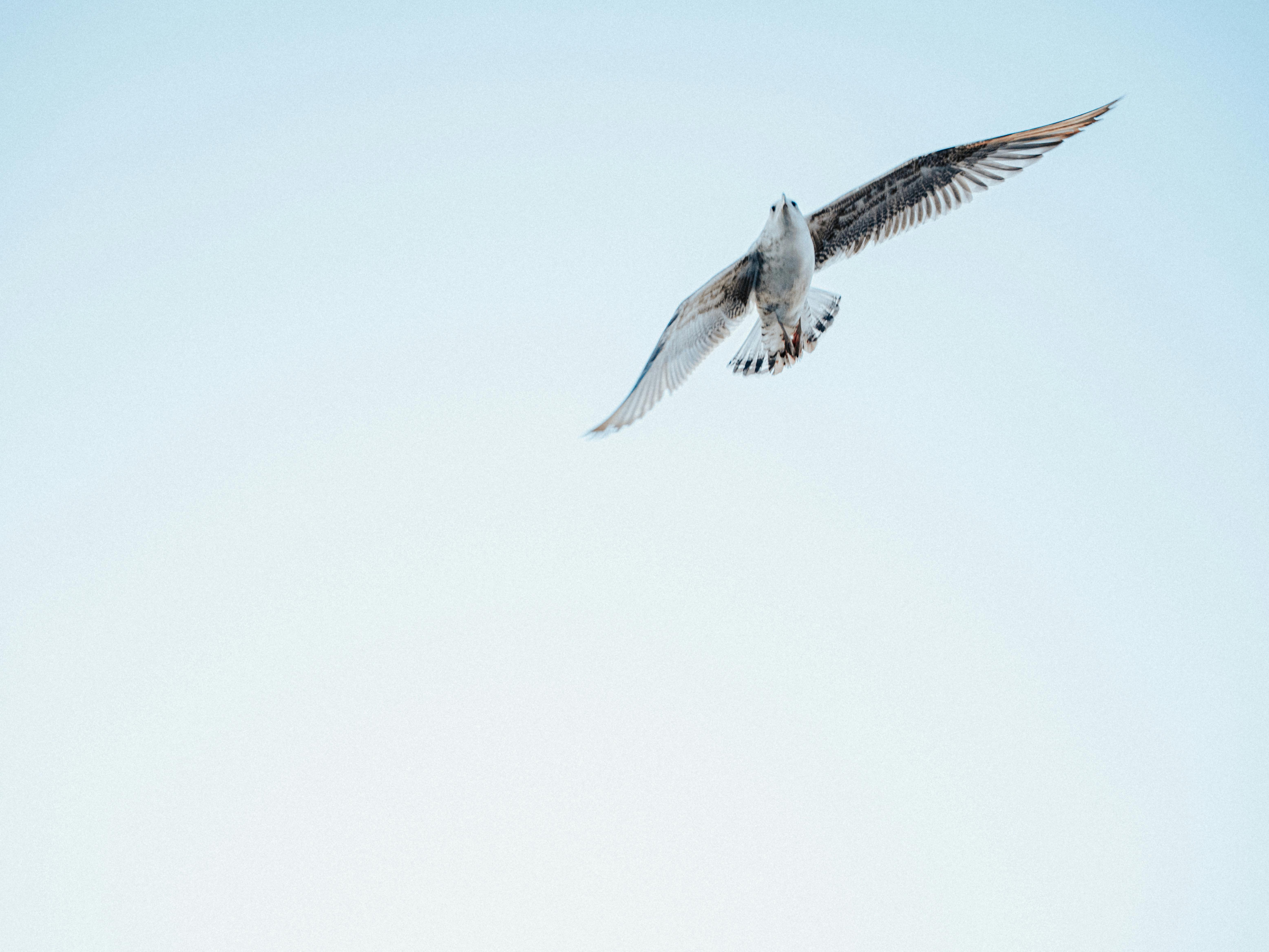 S1mple Signing Camera+Wallpaper Photos, Download The BEST Free S1mple ...