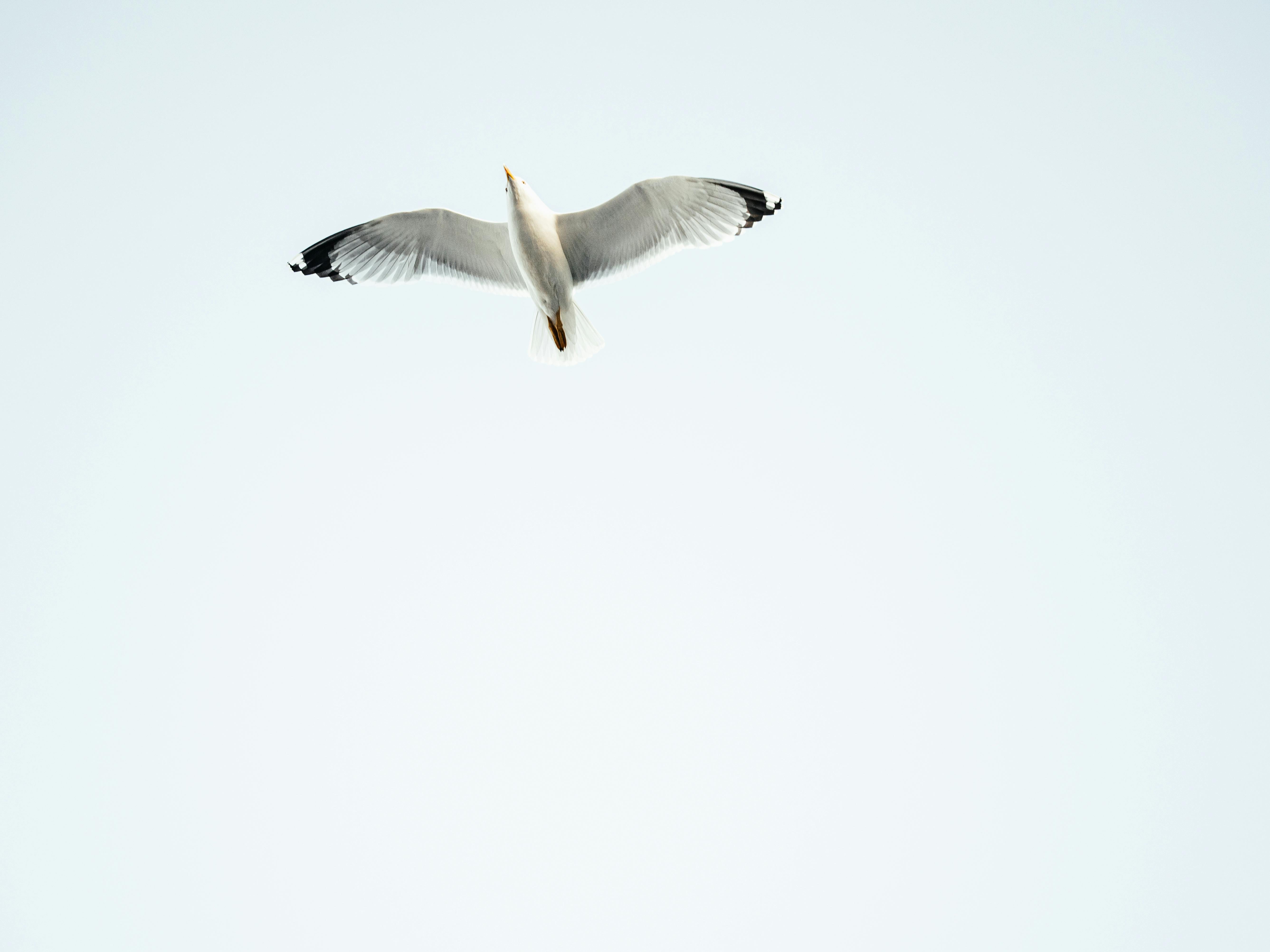 S1mple Signing Camera+Wallpaper Photos, Download The BEST Free S1mple ...