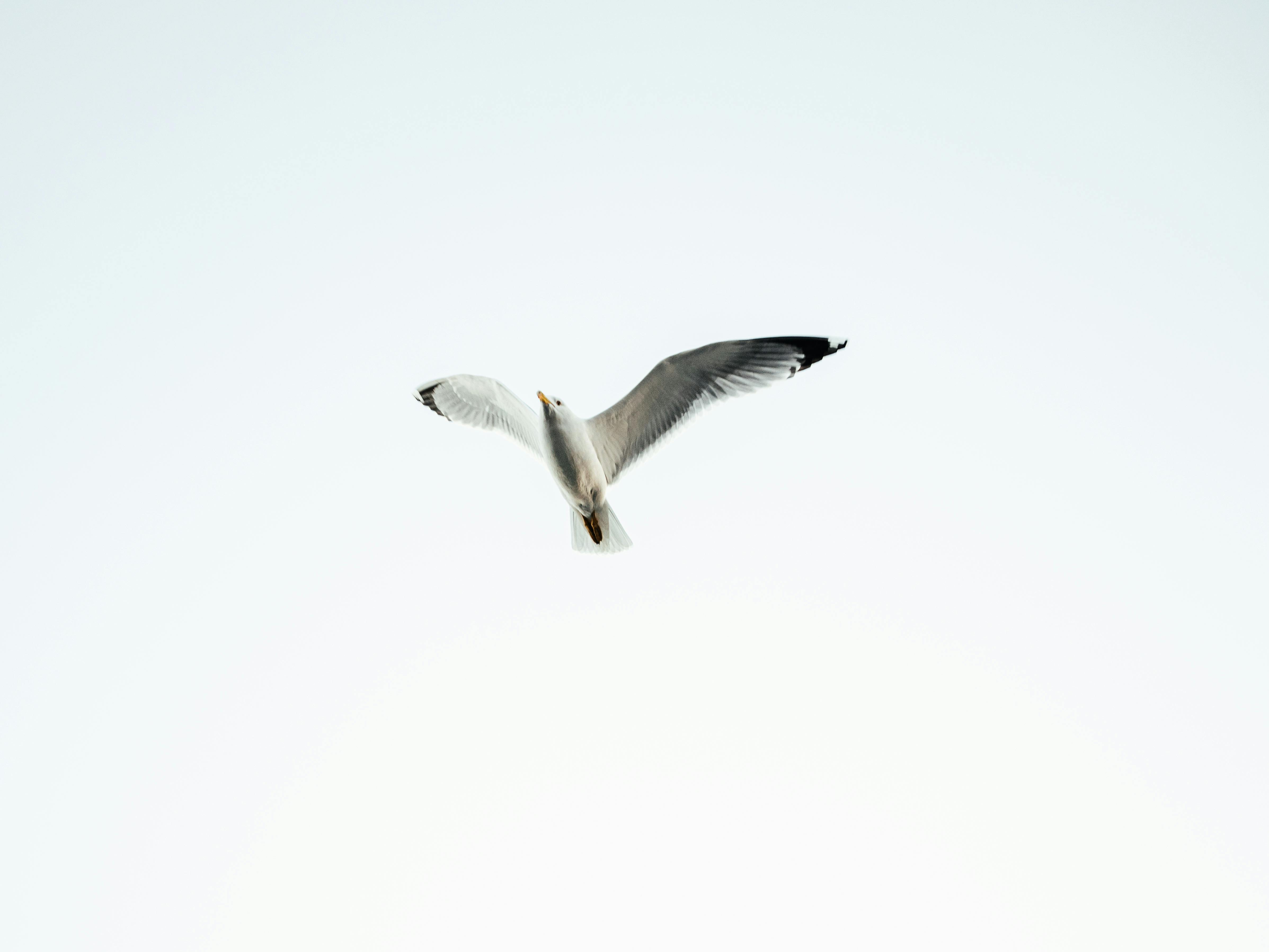 Seagull in Flight Against a Clear Sky · Free Stock Photo