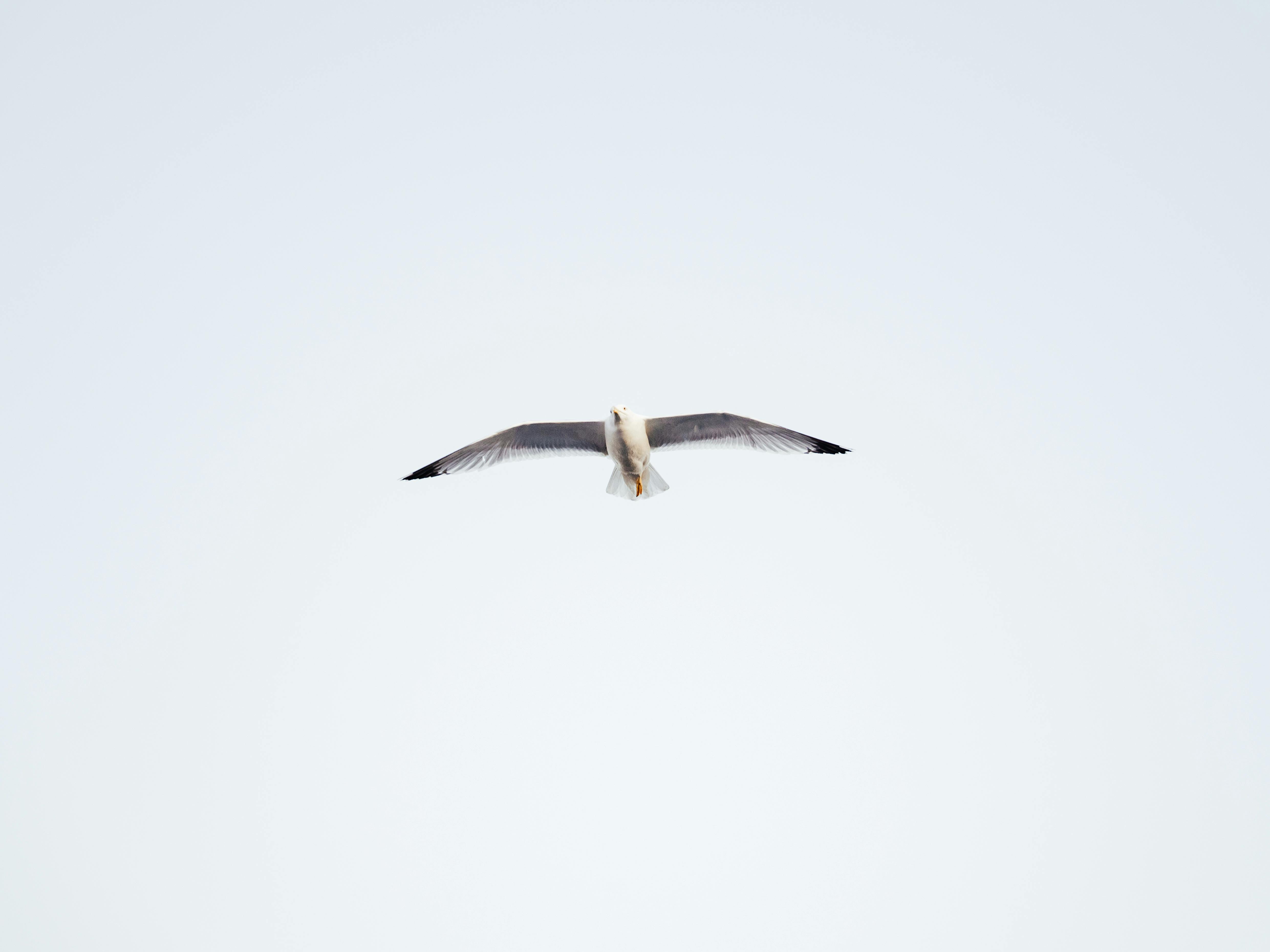 Seagull in Flight Against a Clear Sky · Free Stock Photo