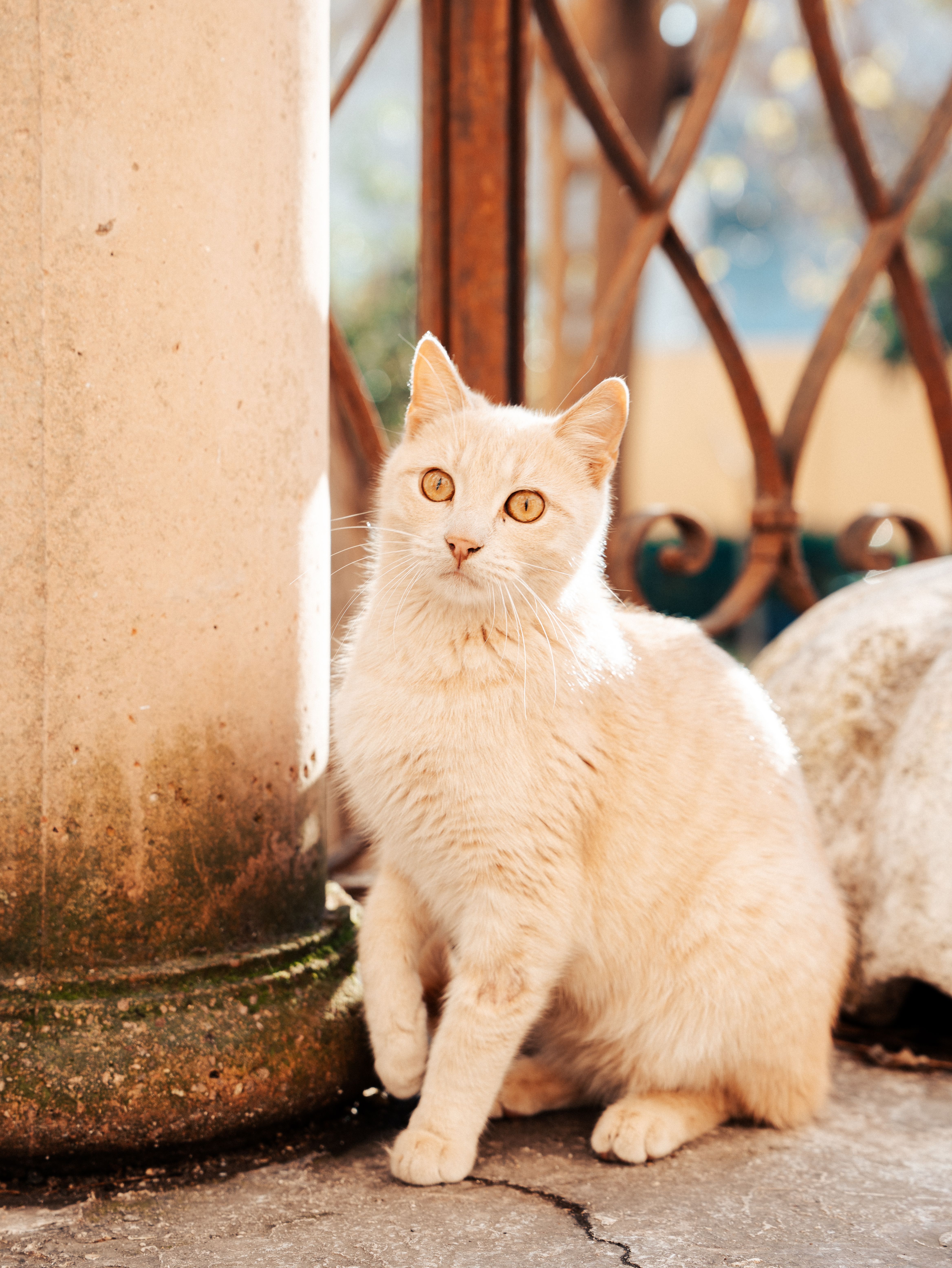 Charming Portrait of a Cream-Colored Cat Outdoors · Free Stock Photo