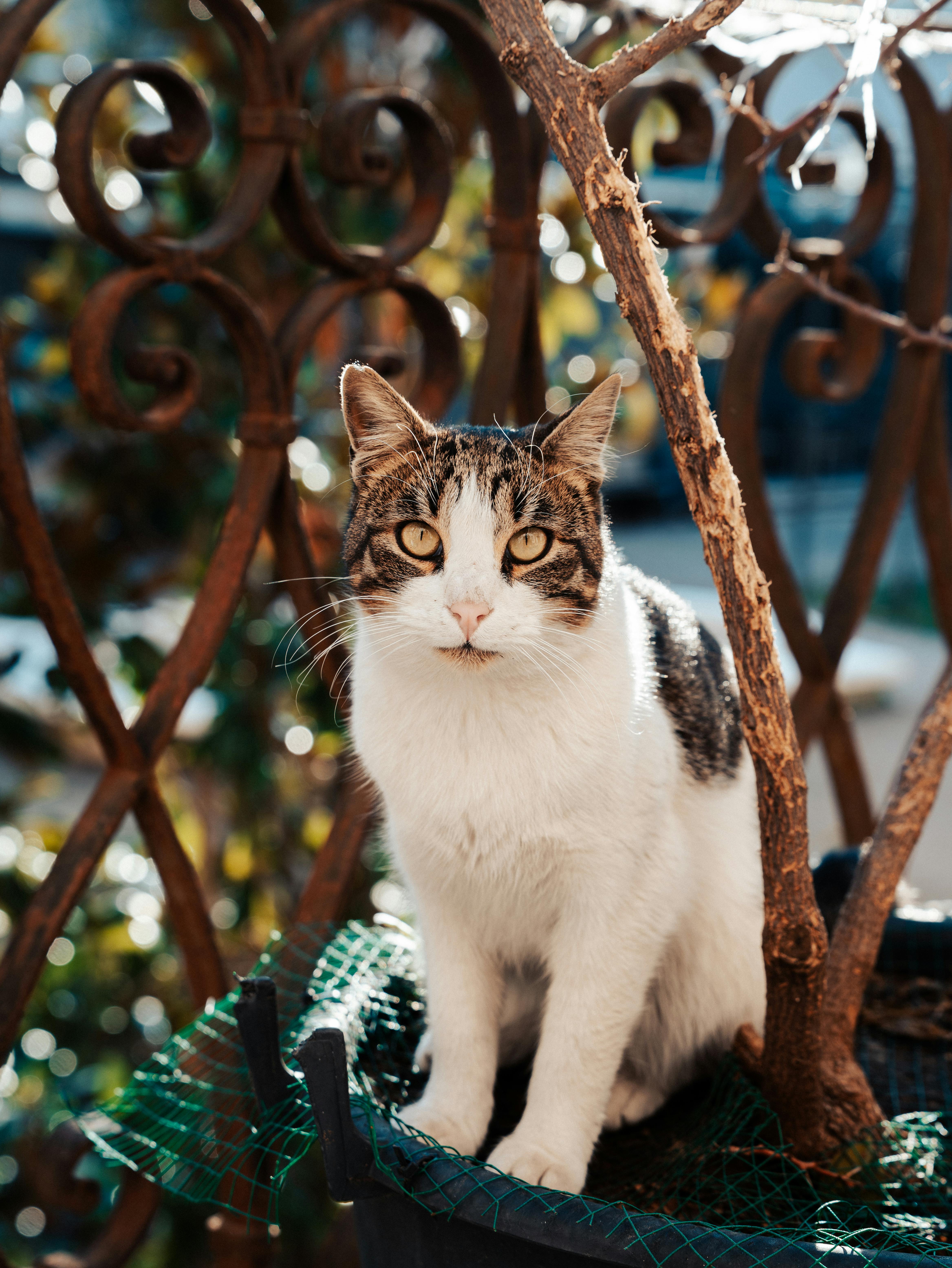 Playful Calico Cat in Sunlit Garden Setting · Free Stock Photo
