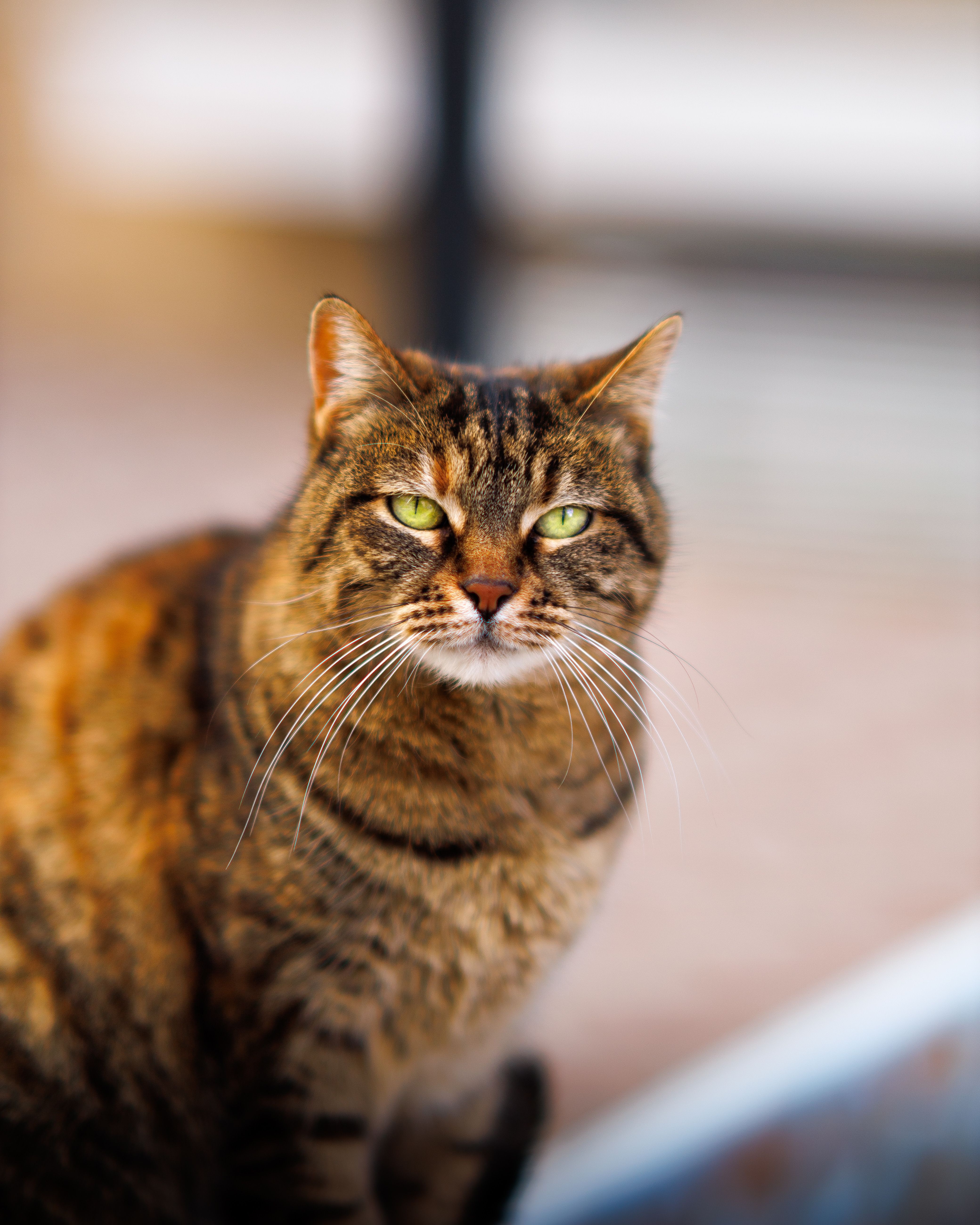 Blurred Cat Photos, Download The BEST Free Blurred Cat Stock Photos ...