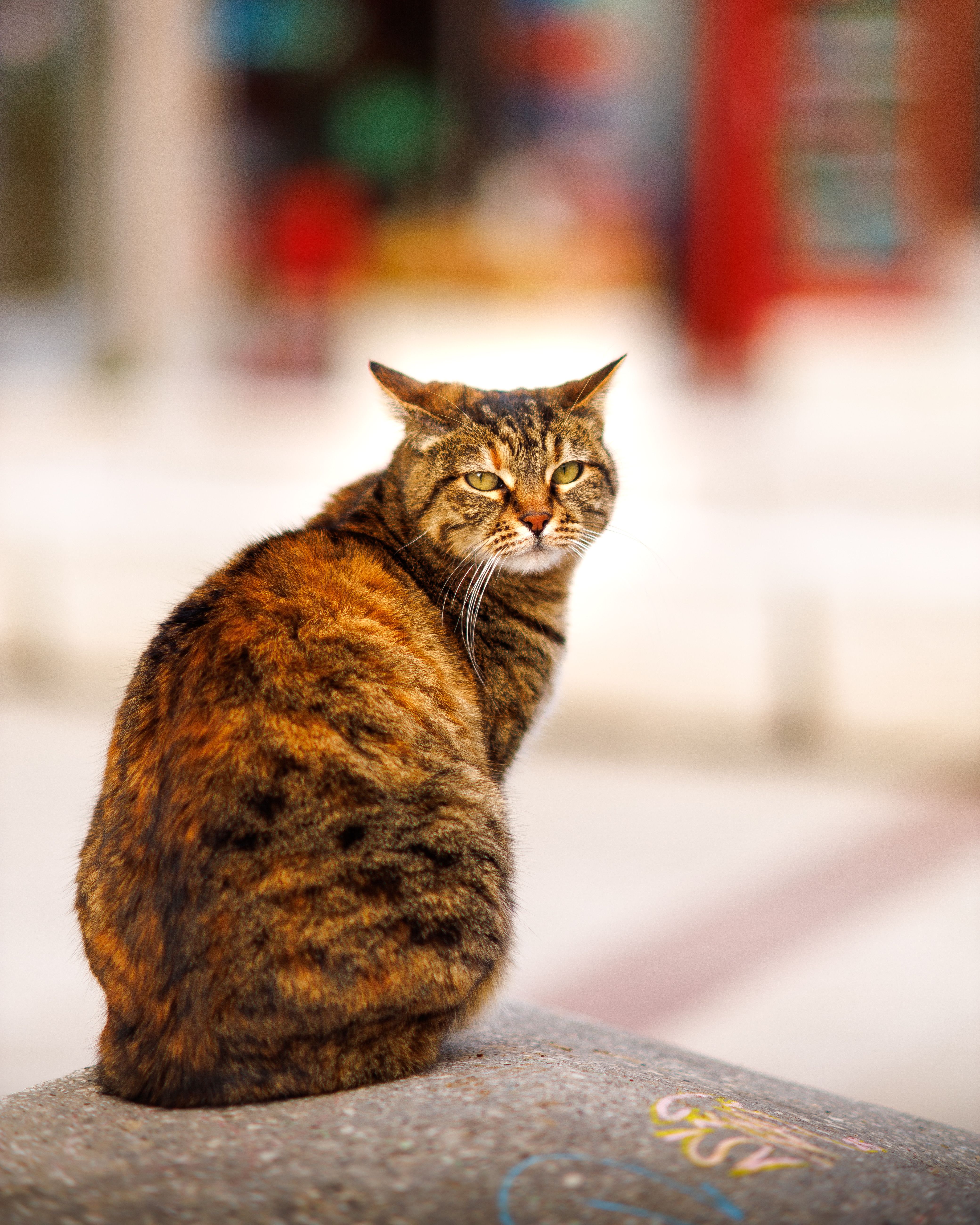 Blurred Cat Photos, Download The BEST Free Blurred Cat Stock Photos ...