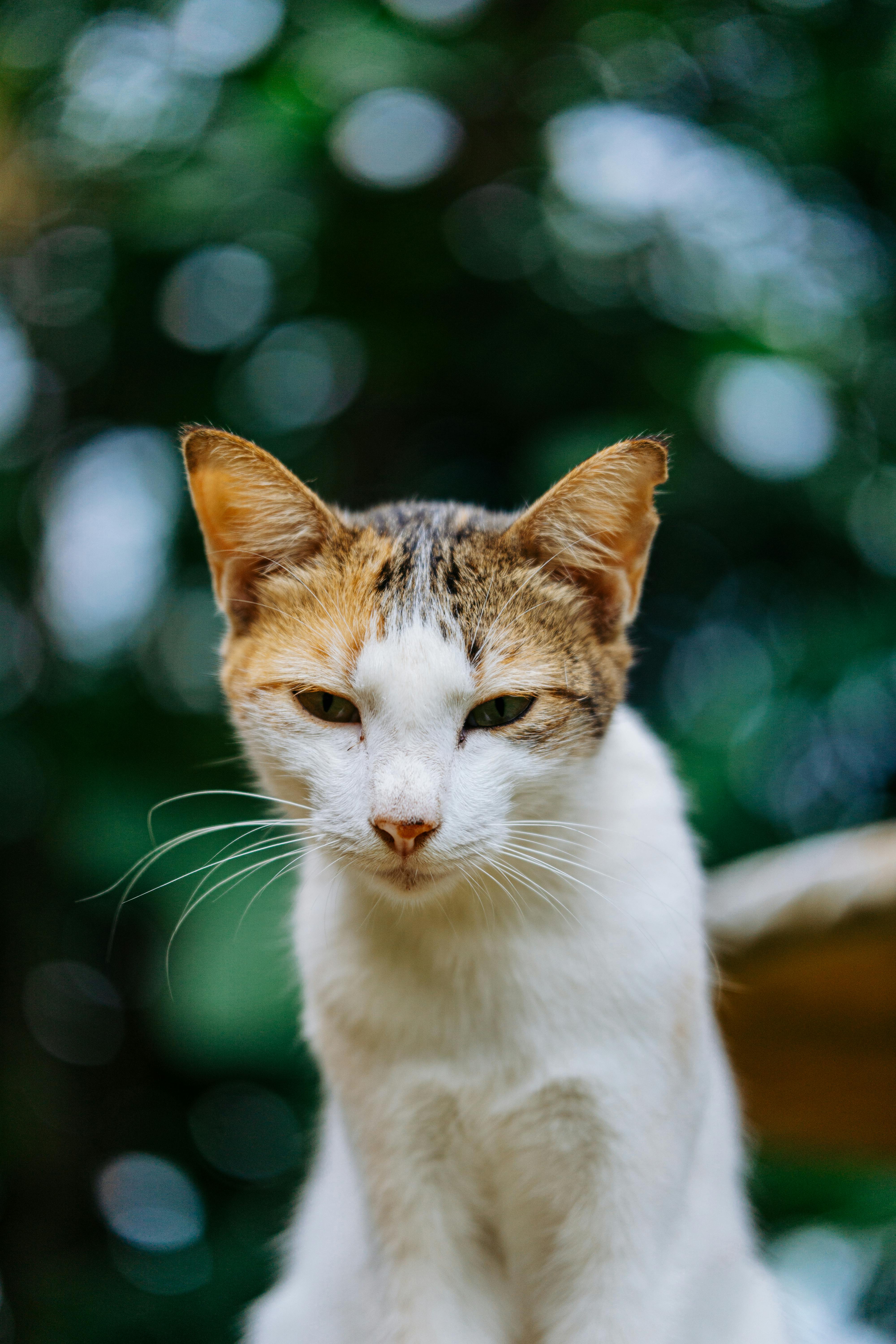 Foto de stock gratuita sobre al aire libre, anatomía del gato, animal ...