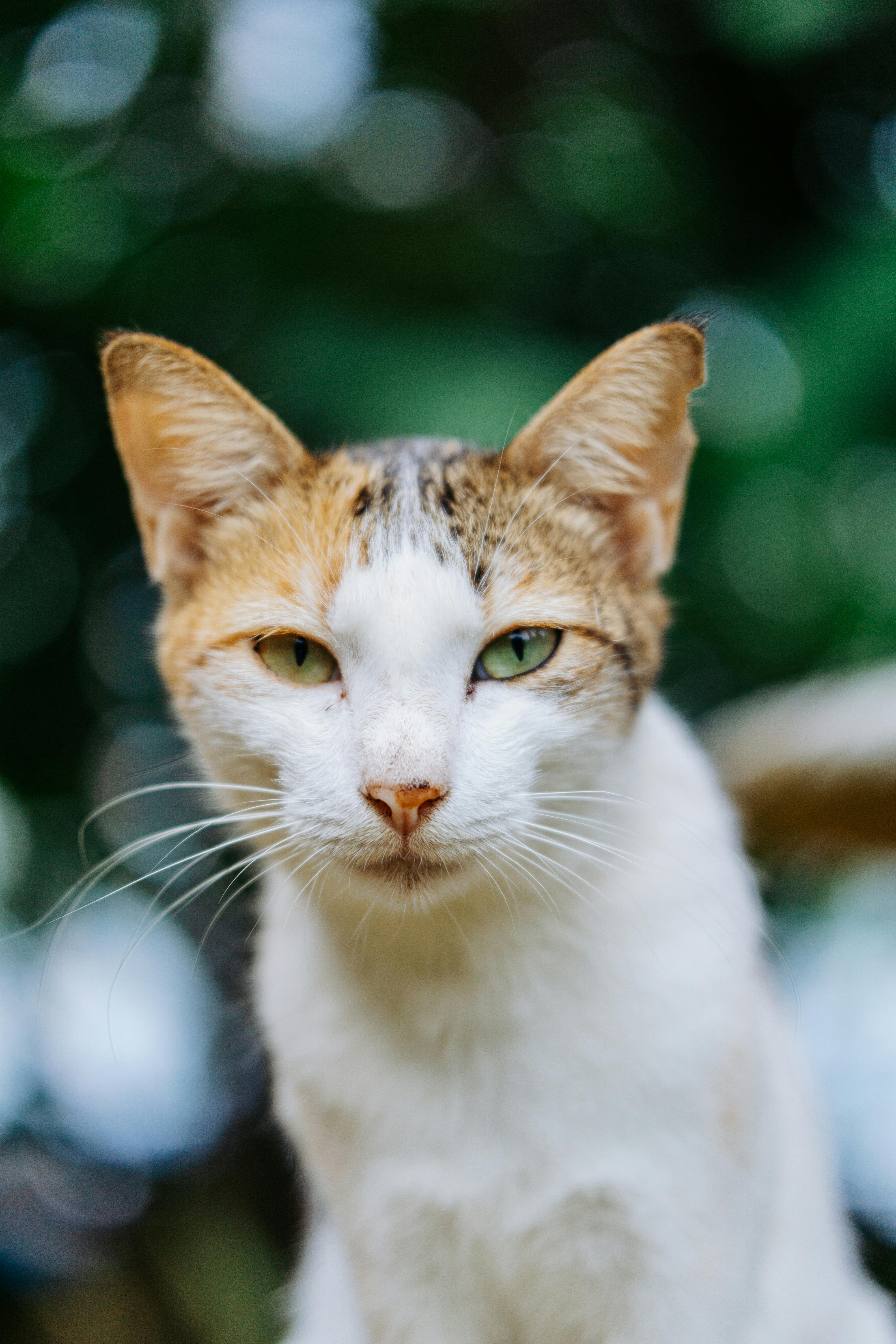 Close-Up Portrait of a Cat with Green Eyes · Free Stock Photo