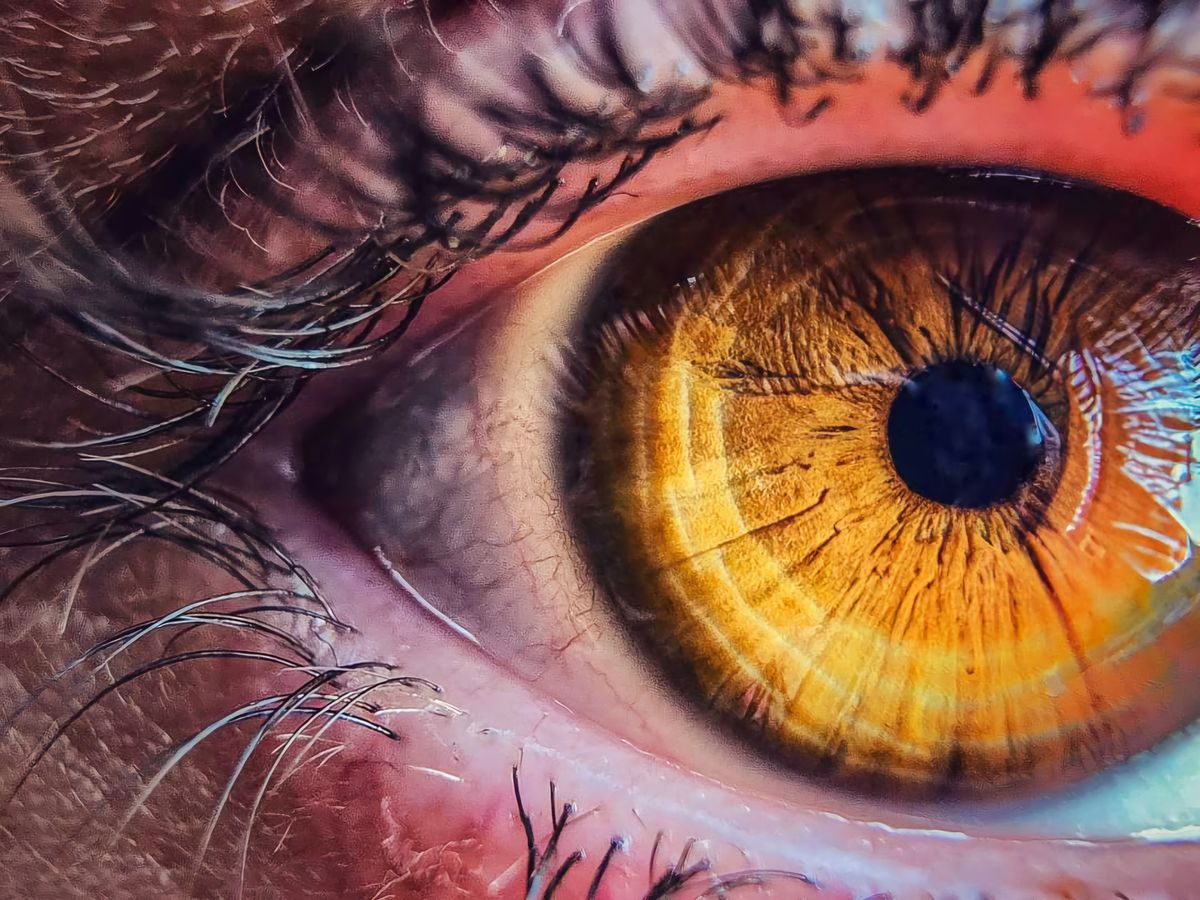 Human Eye Retina Photos, Download The BEST Free Human Eye Retina Stock ...