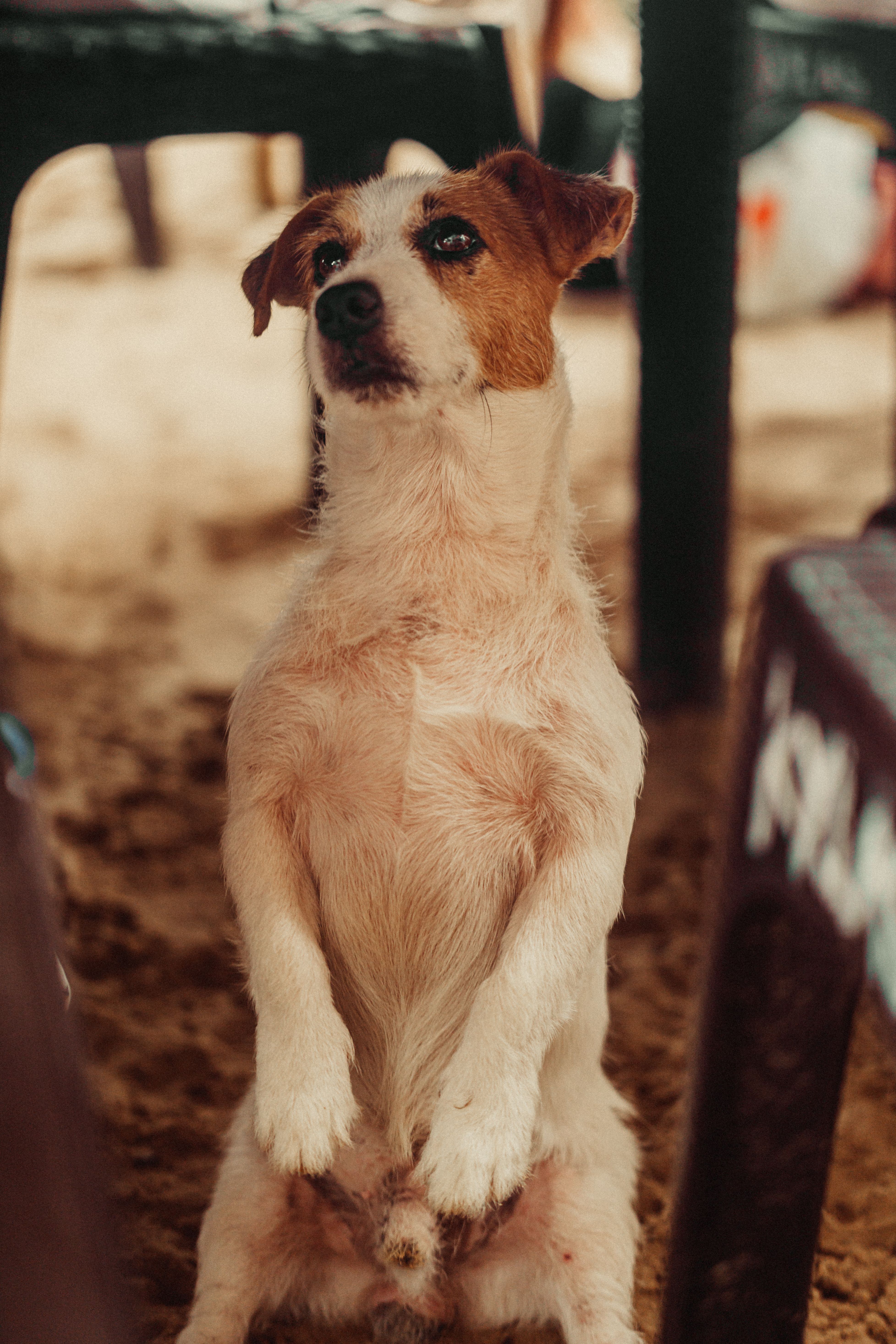 Dog Praying Photos, Download The BEST Free Dog Praying Stock Photos ...