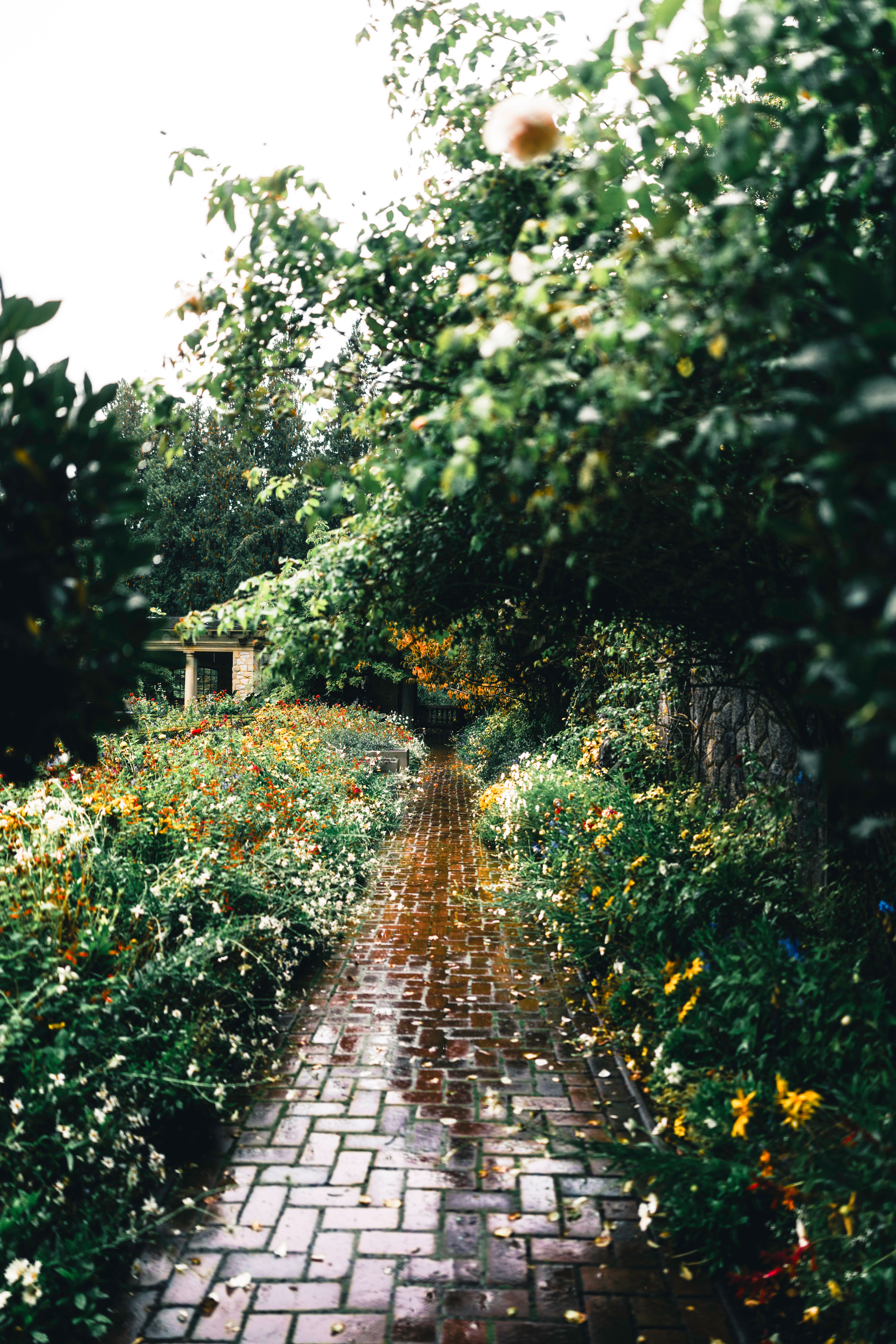 Lush Garden Pathway in Victoria, BC · Free Stock Photo