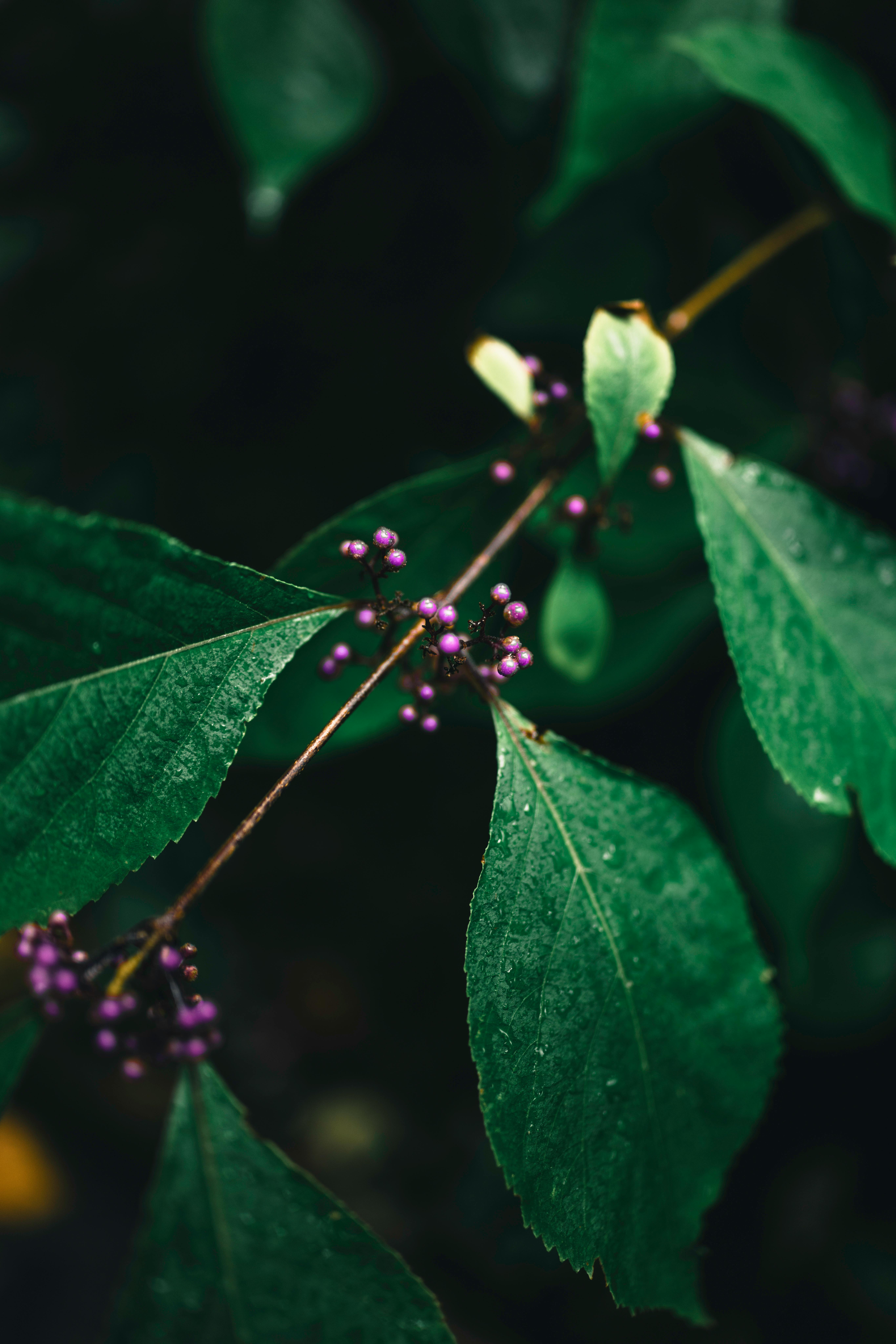 Sophie+Rain+Leaked+Onlyfans+Videos Photos, Download The BEST Free ...