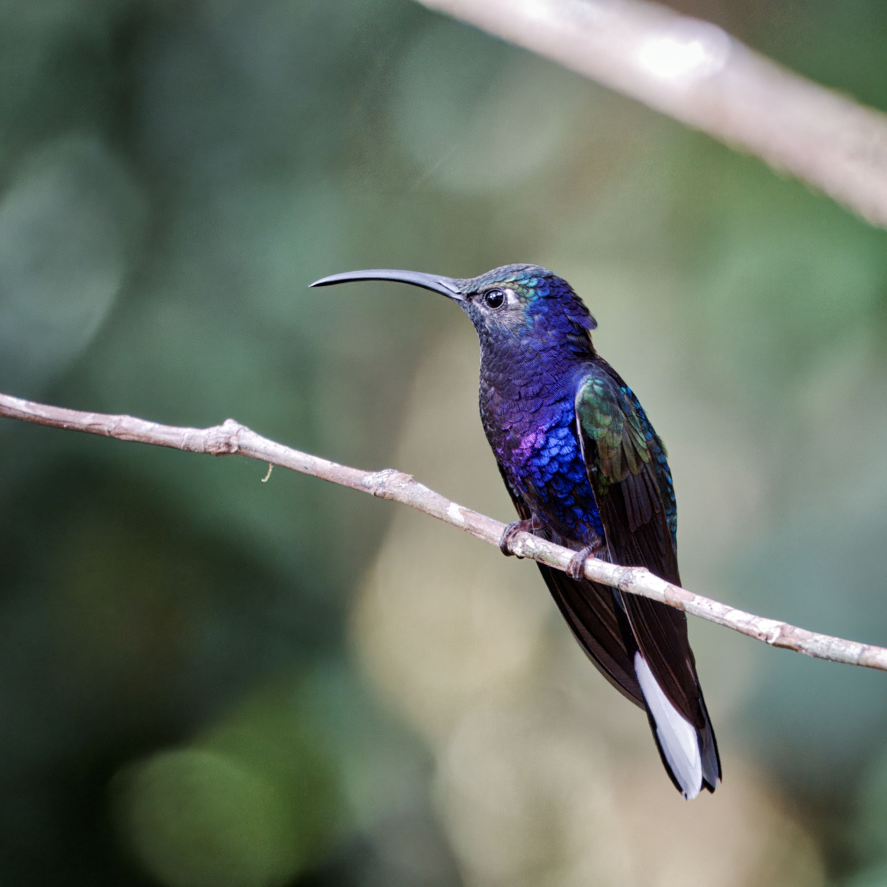 Violet Sabrewing Hummingbird Perched in Costa Rica · Free Stock Photo