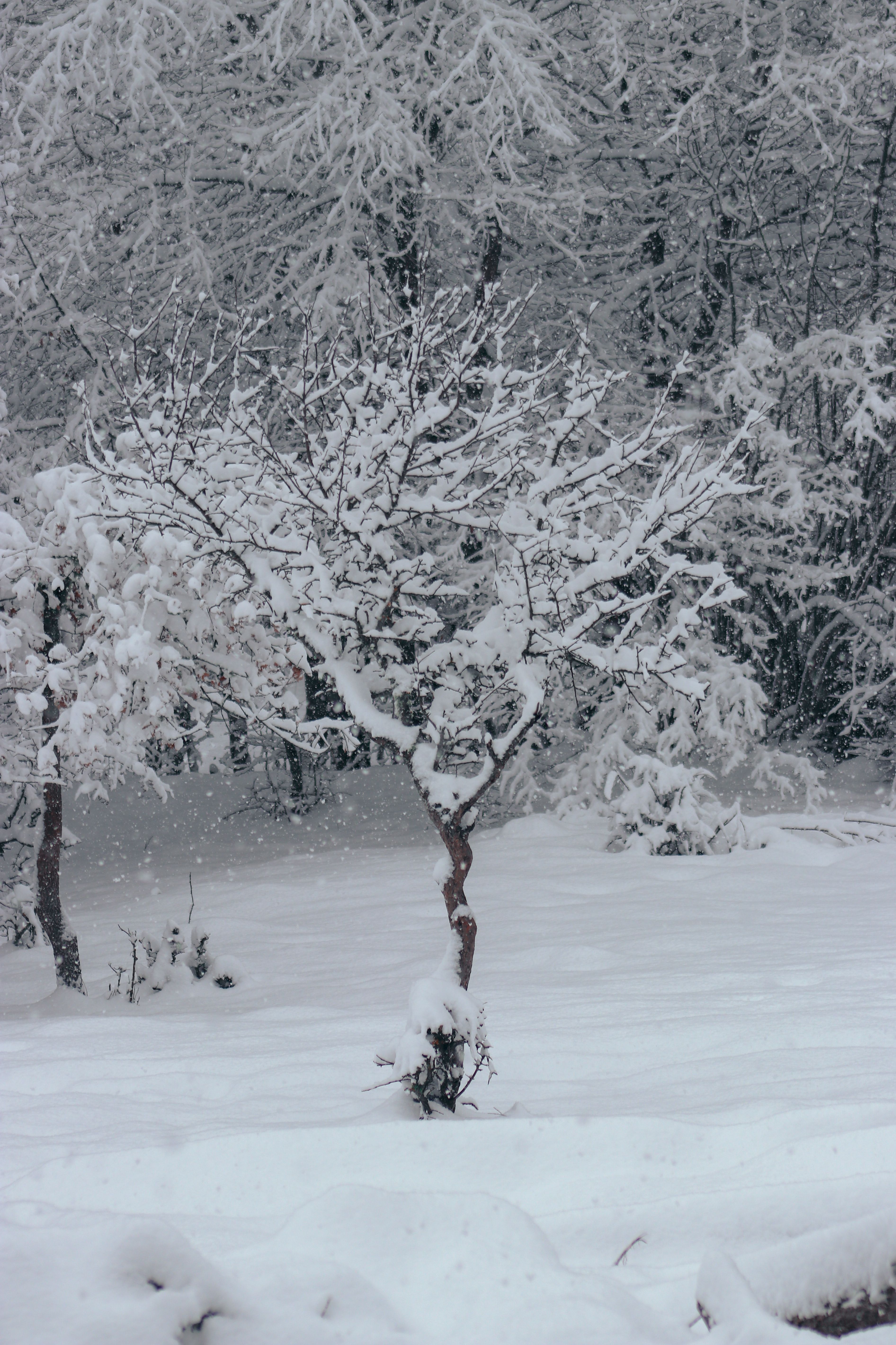 Snow Tree Photos, Download The BEST Free Snow Tree Stock Photos & HD Images