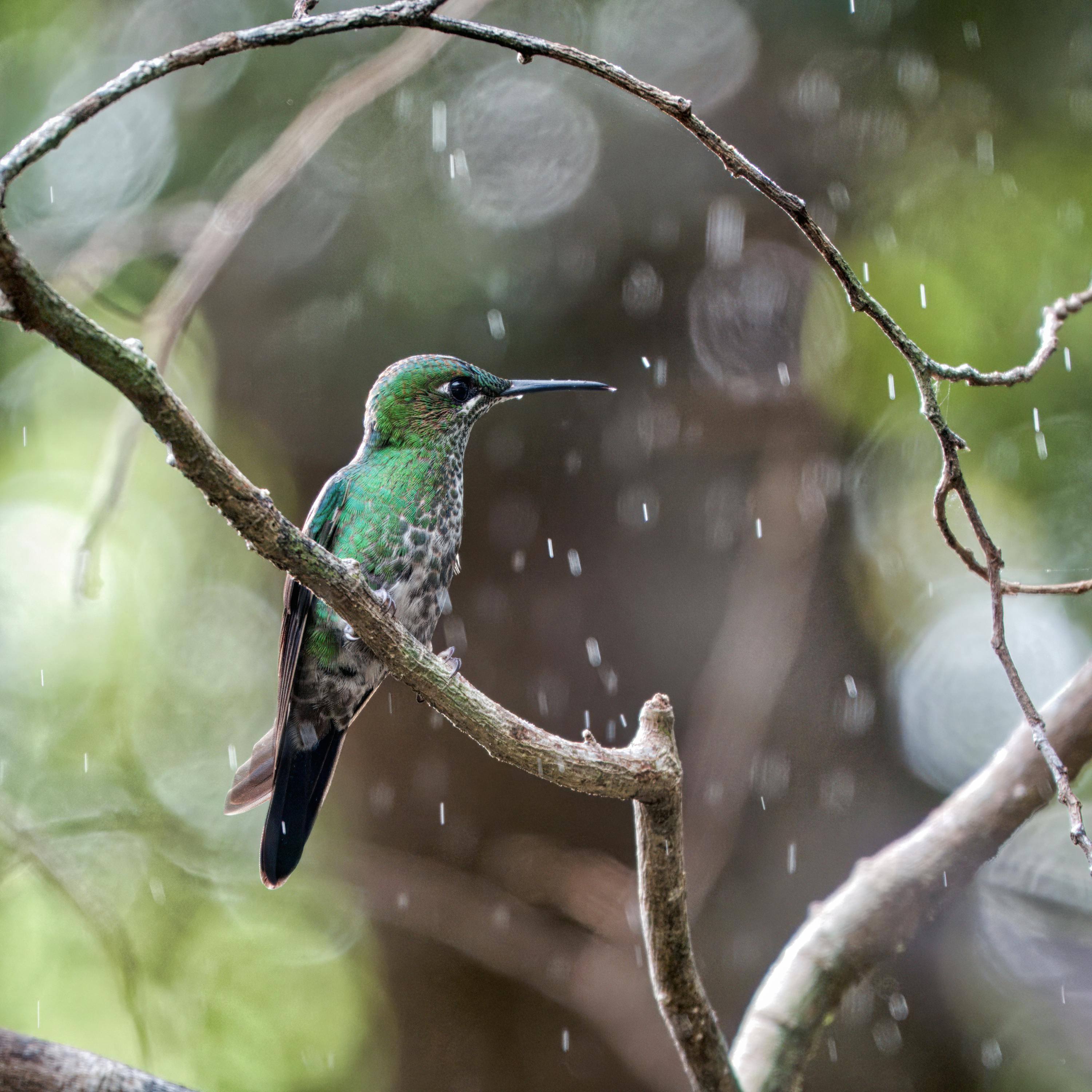 Rainy Day Hummingbird Perched on a Branch · Free Stock Photo