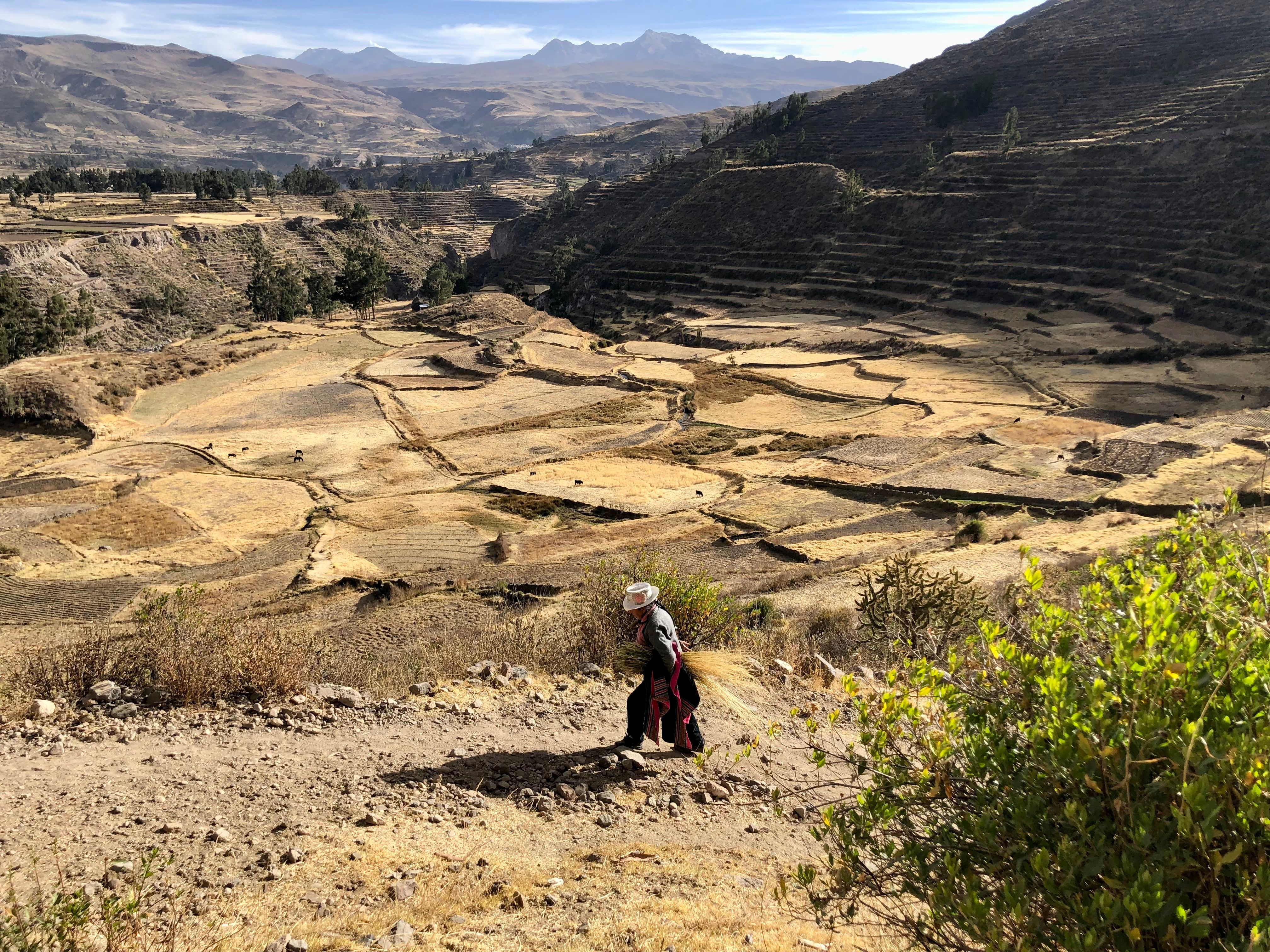 Hiker Climbing Scenic Andean Terraces · Free Stock Photo