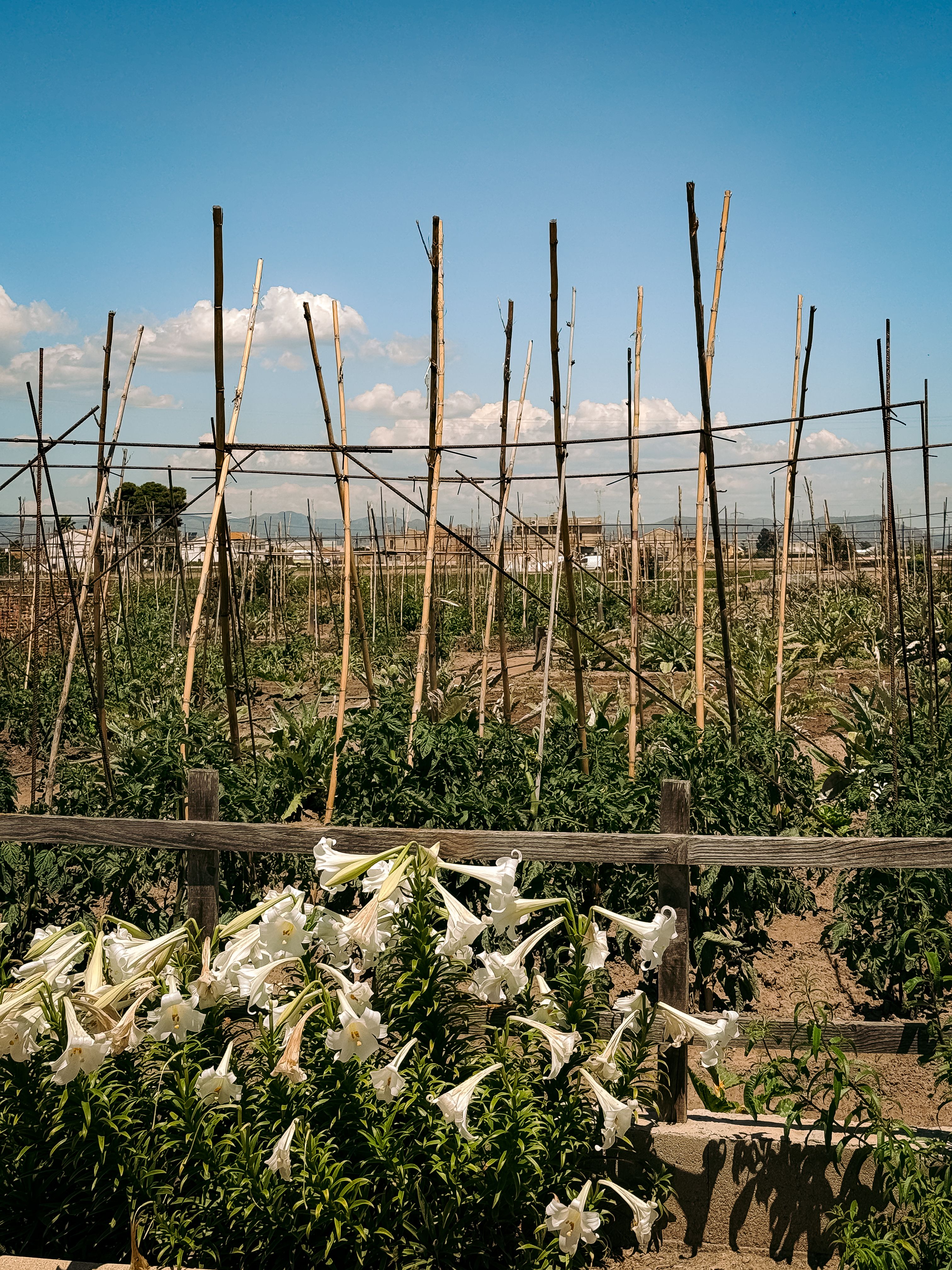 Spring Vegetable Farm in Alboraya, Spain · Free Stock Photo