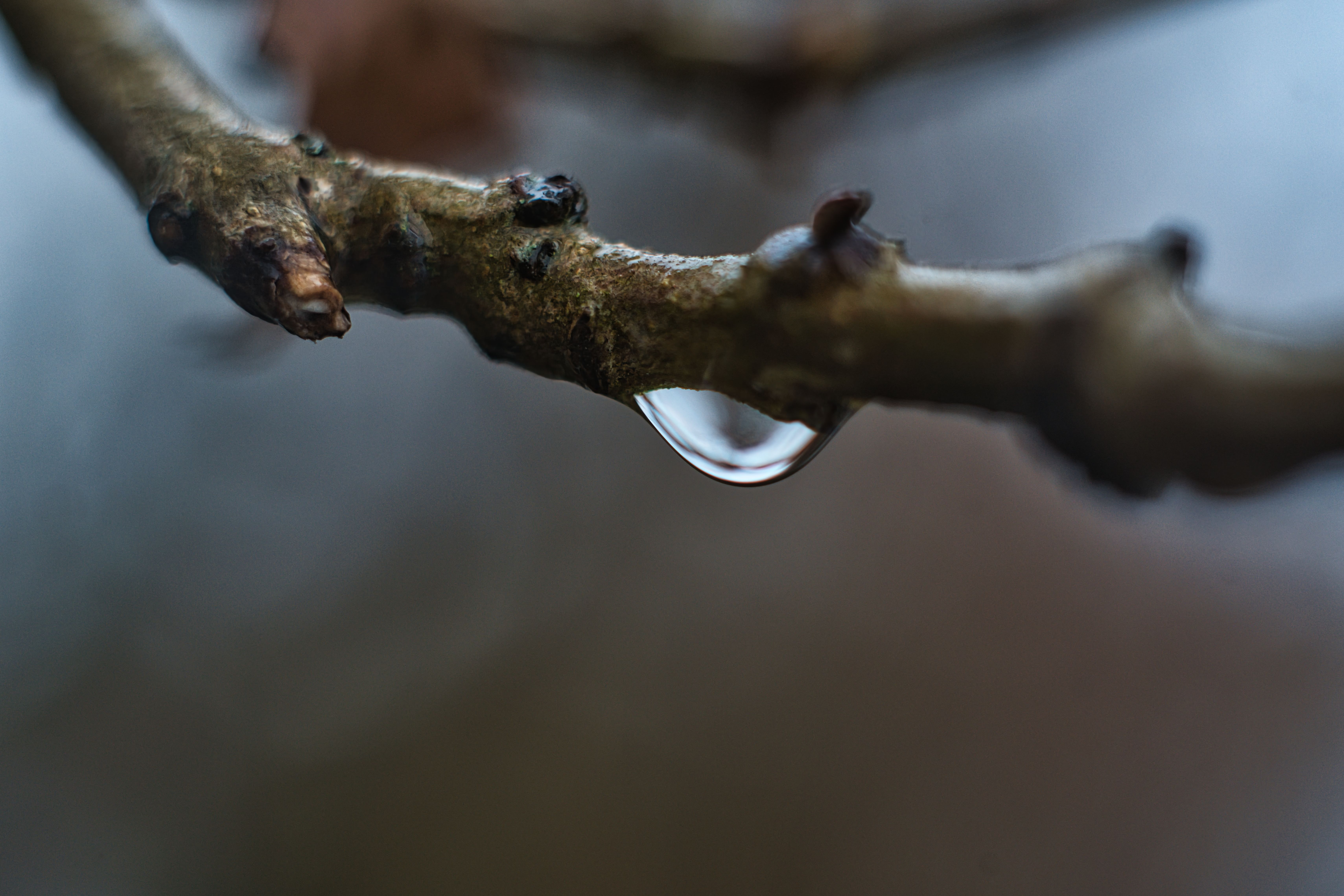 Close-Up of Raindrop on Tree Branch in Winter · Free Stock Photo