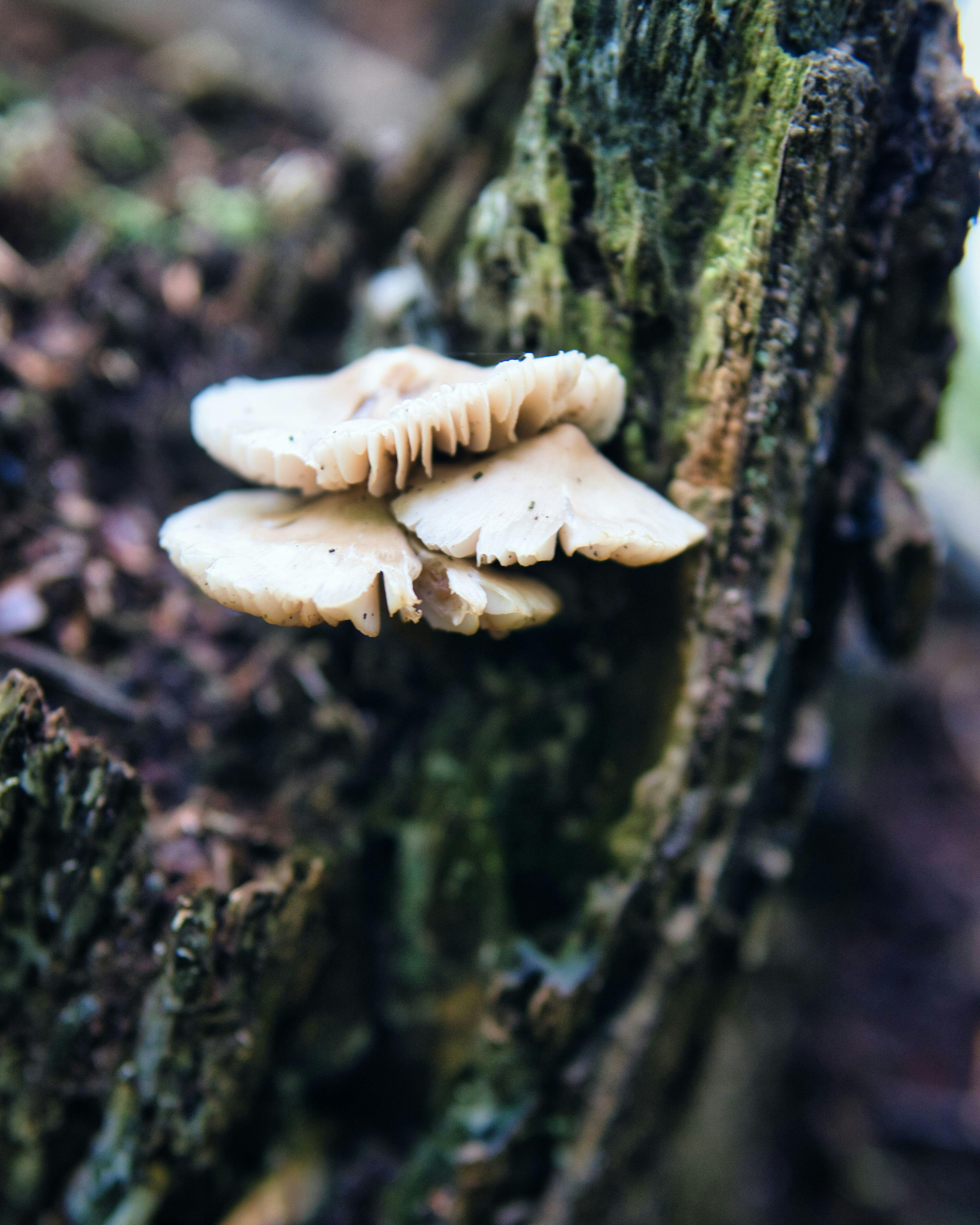 Close-up of Wild Mushrooms on Forest Log · Free Stock Photo