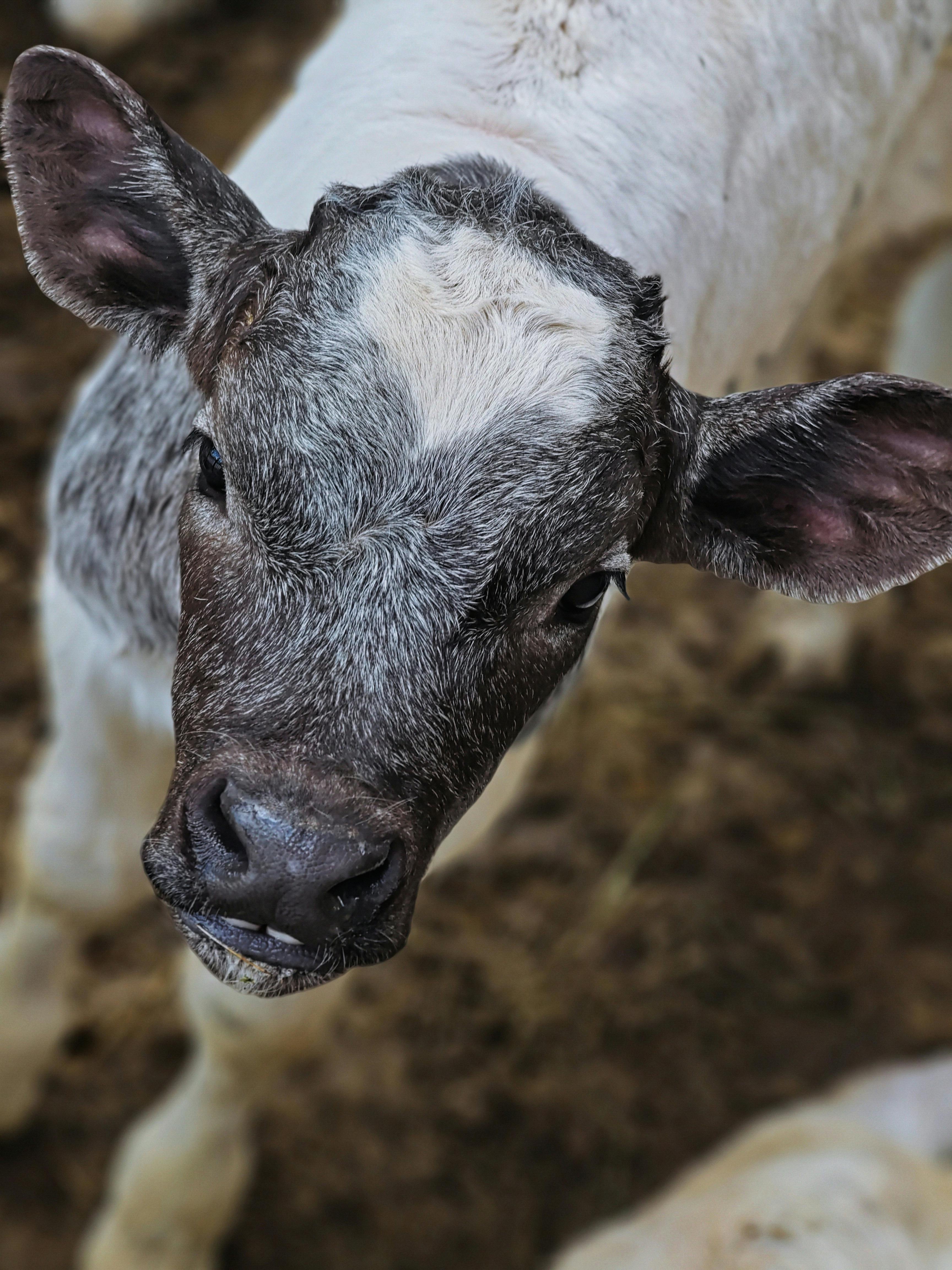 Adorable Ternero Con Pelaje Texturizado En Primer Plano · Foto de stock ...