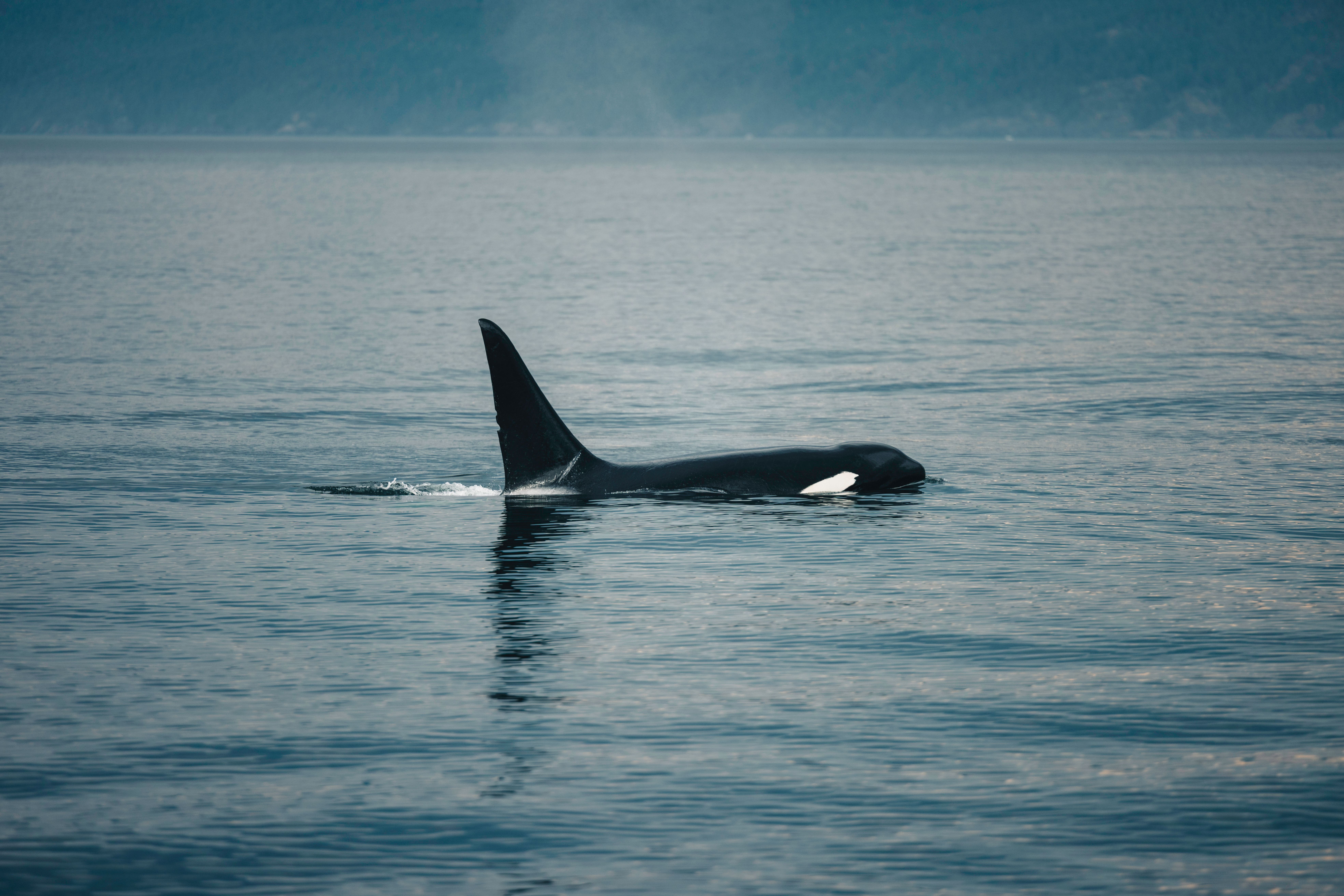 An Orca Whale Jumping out of the Water · Free Stock Photo