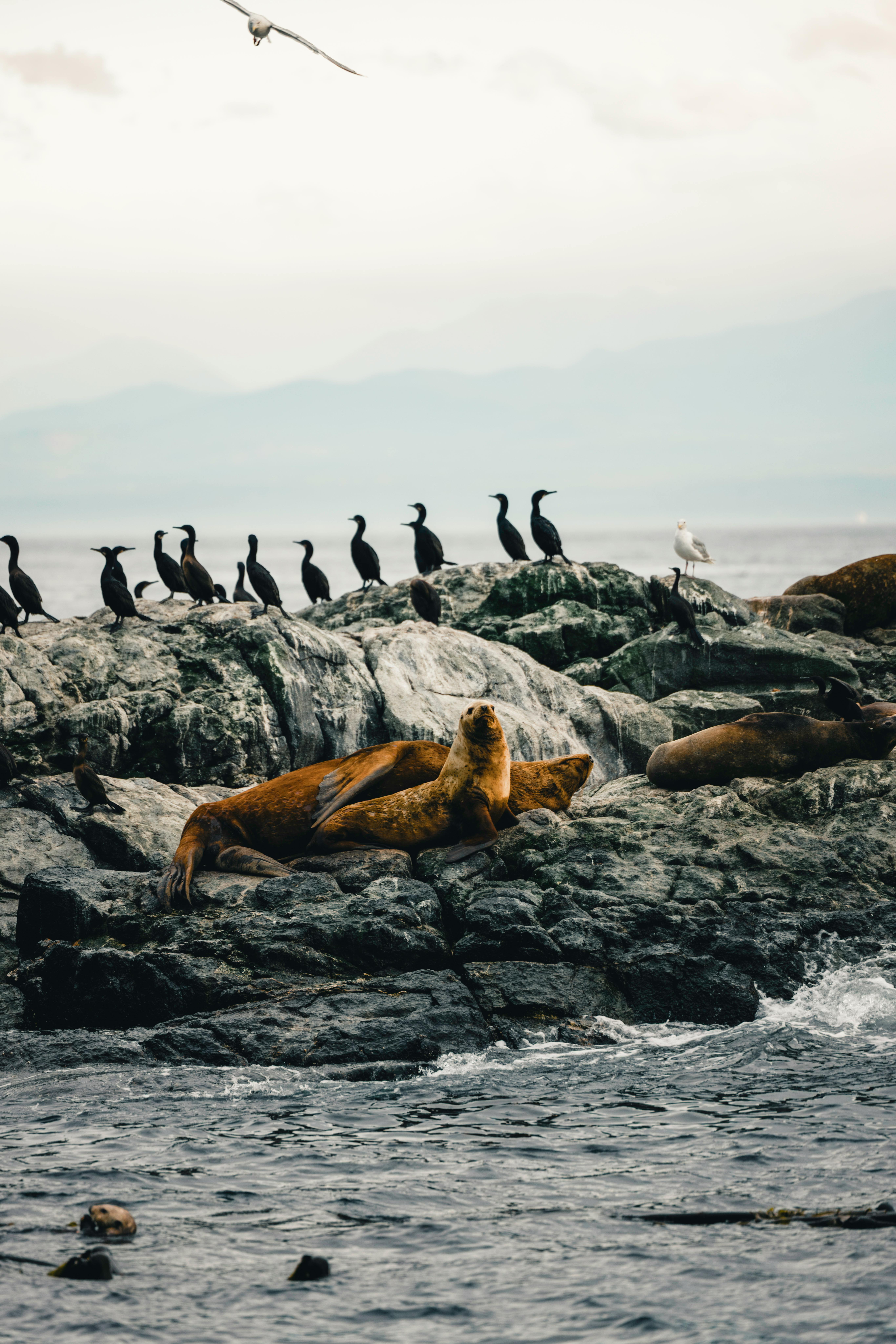 60 000+ Pitcture+of+drake banque d’images et photos libres de droit ...