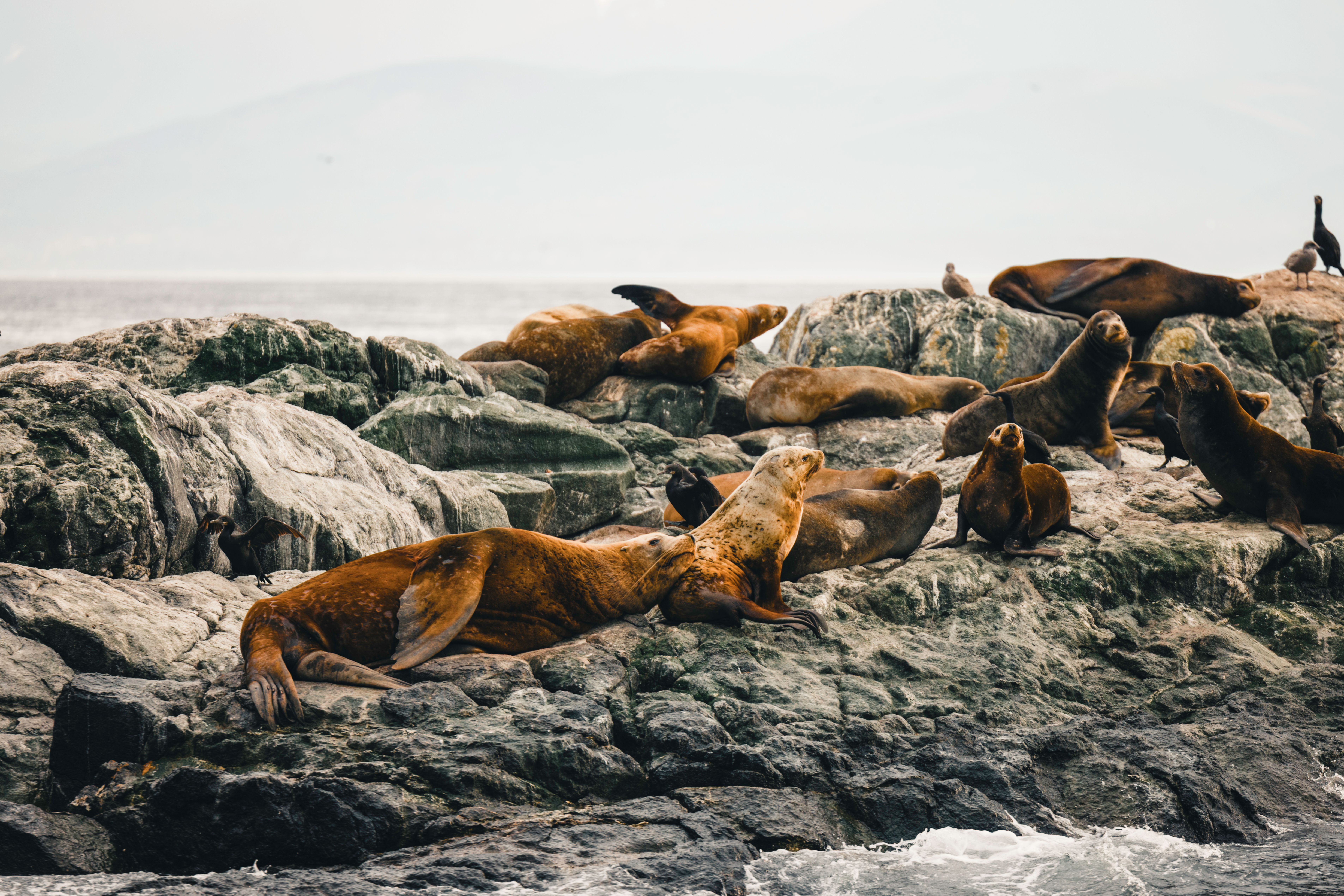 Wild Seal Colony Resting on Rocky Coastline · Free Stock Photo
