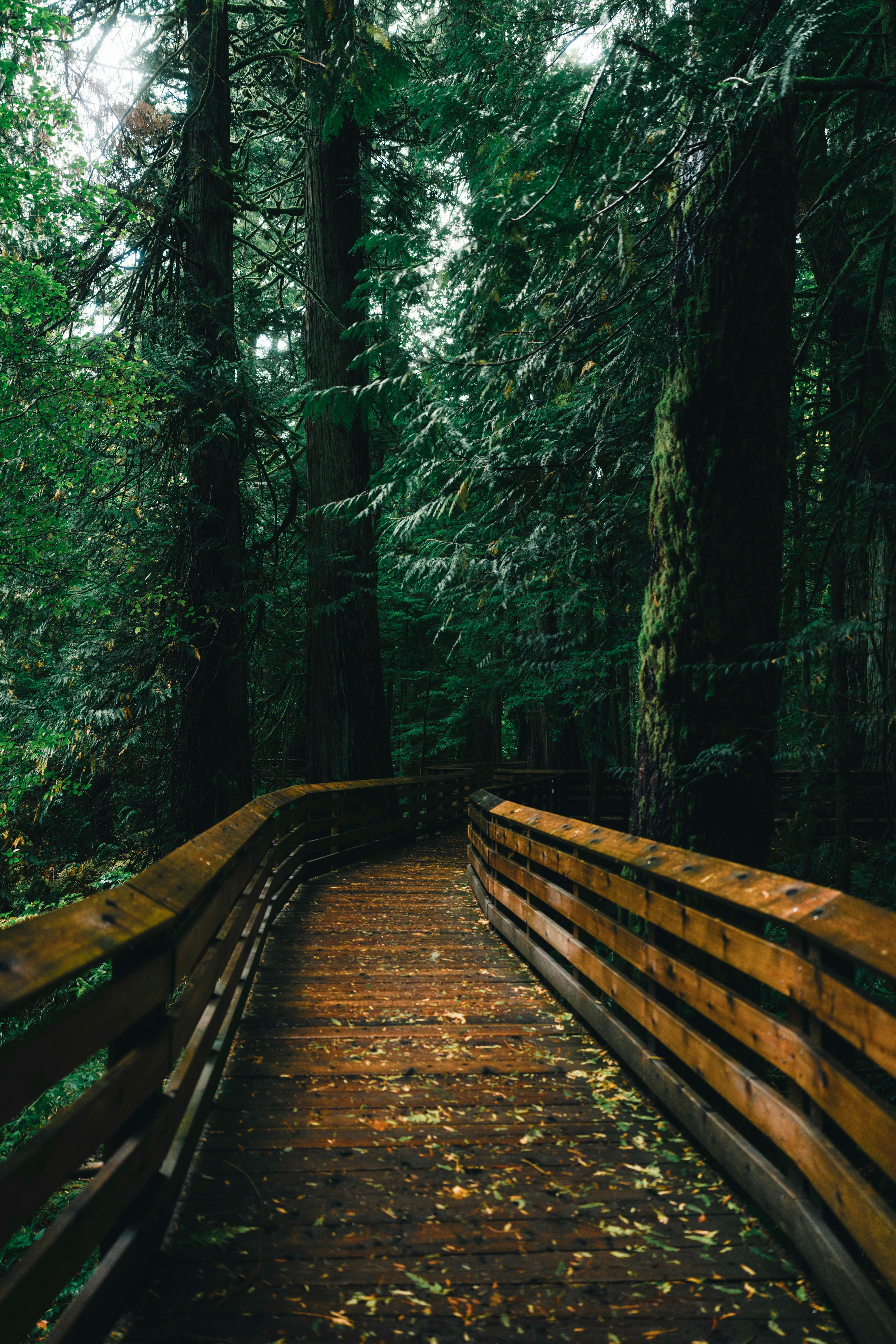 Scenic Forest Boardwalk in Tofino, Canada · Free Stock Photo