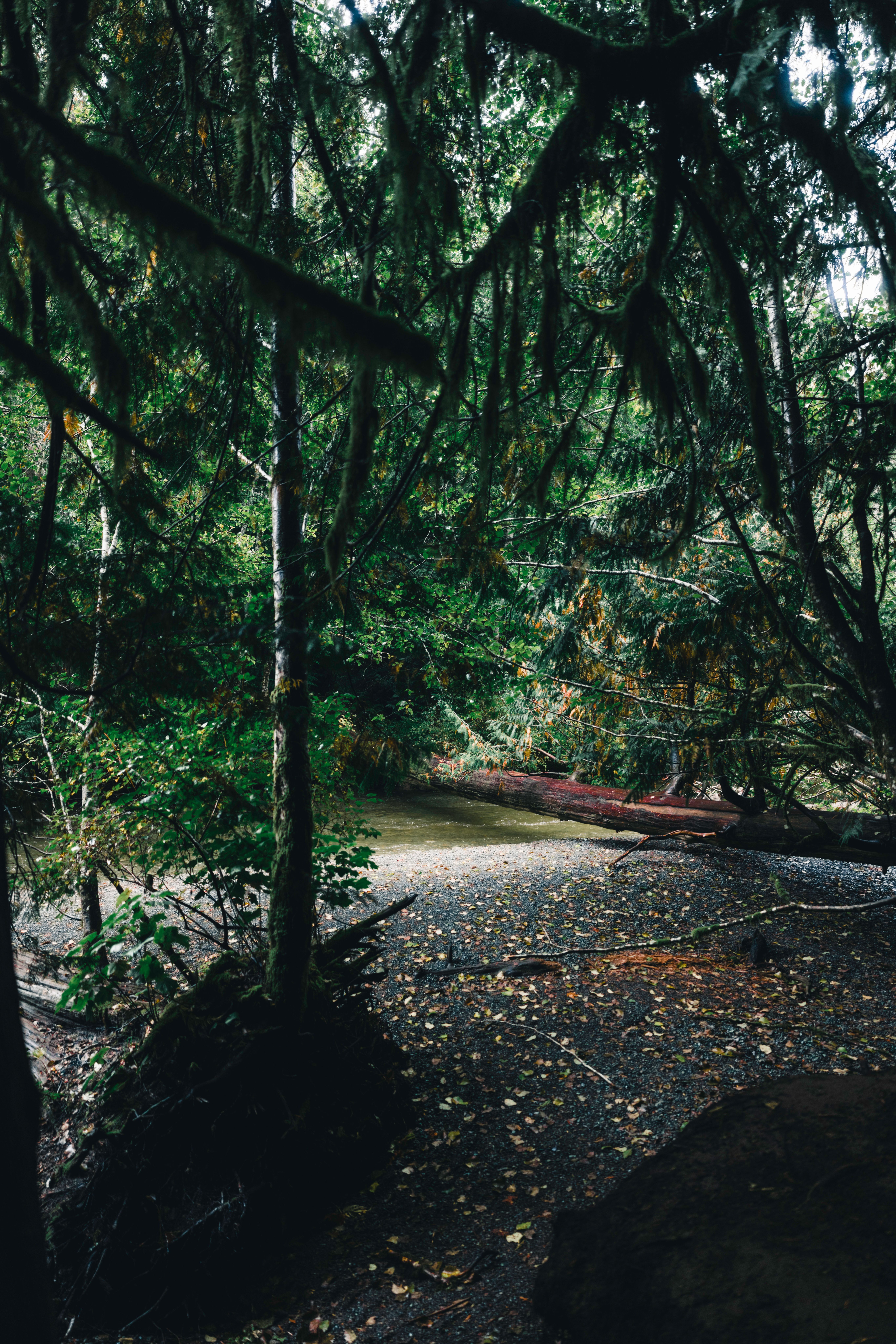 Lush Forest Scene in Tofino, British Columbia · Free Stock Photo