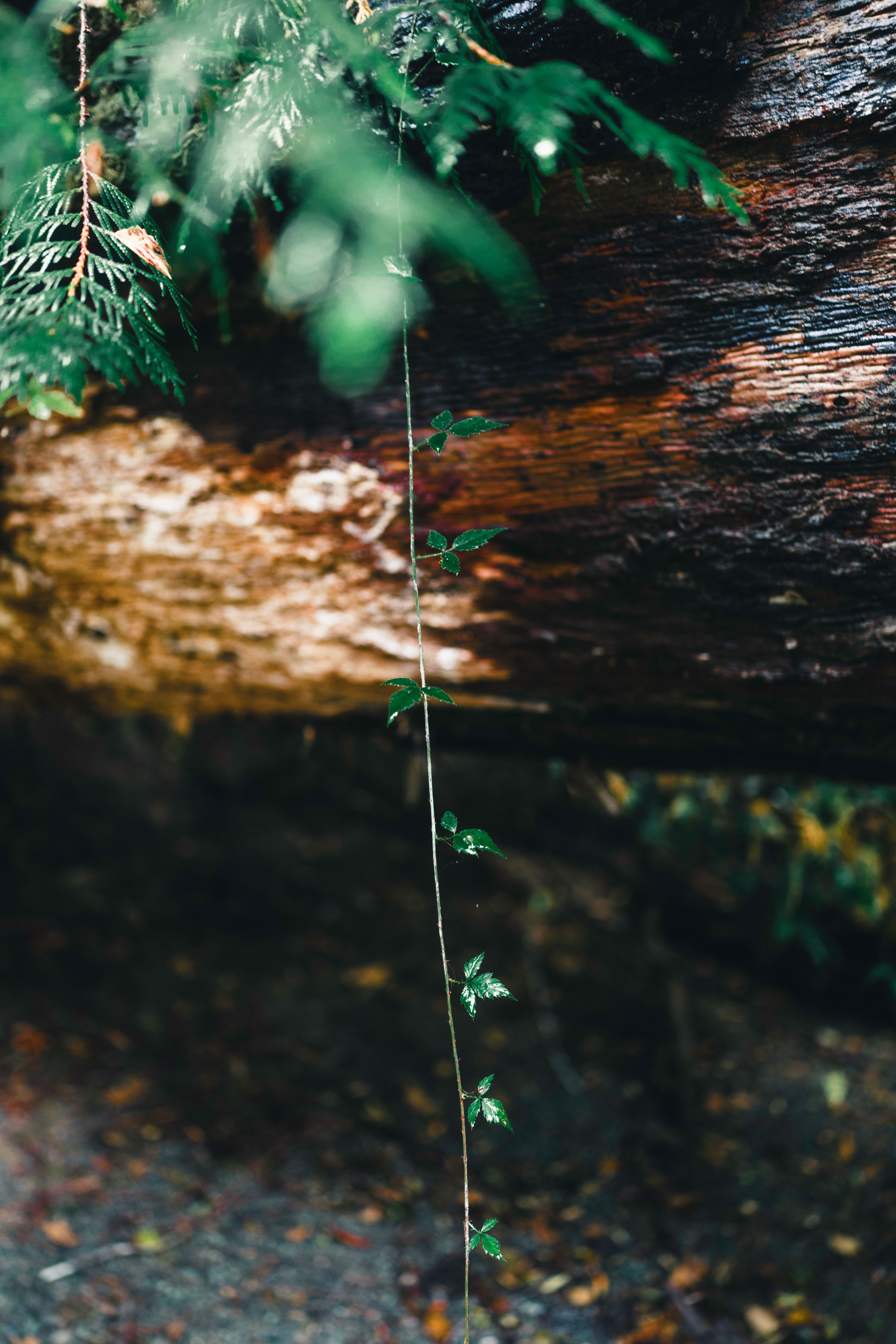 Lush Forest Scene in Tofino, British Columbia · Free Stock Photo