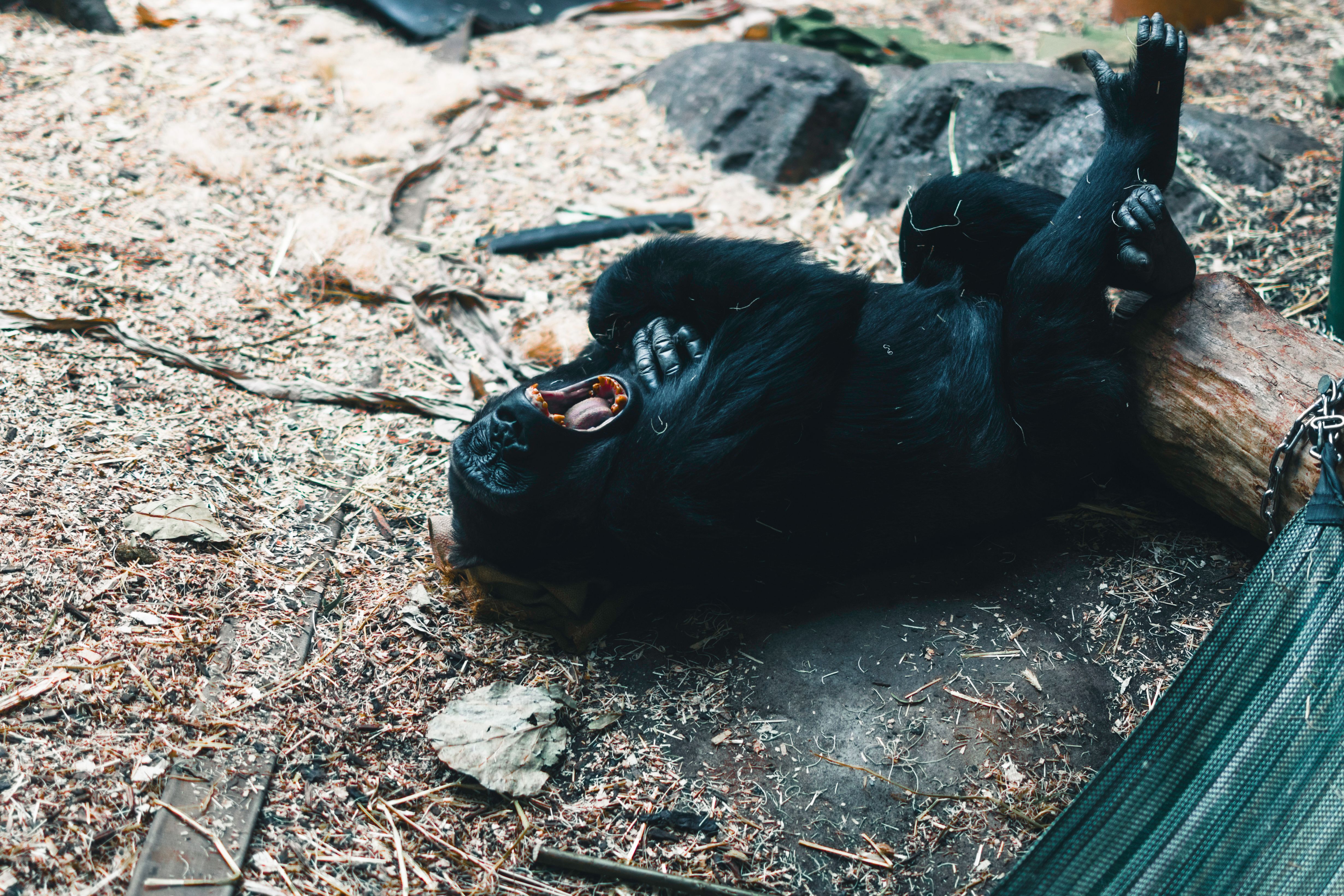 Relaxing Gorilla in Natural Habitat · Free Stock Photo