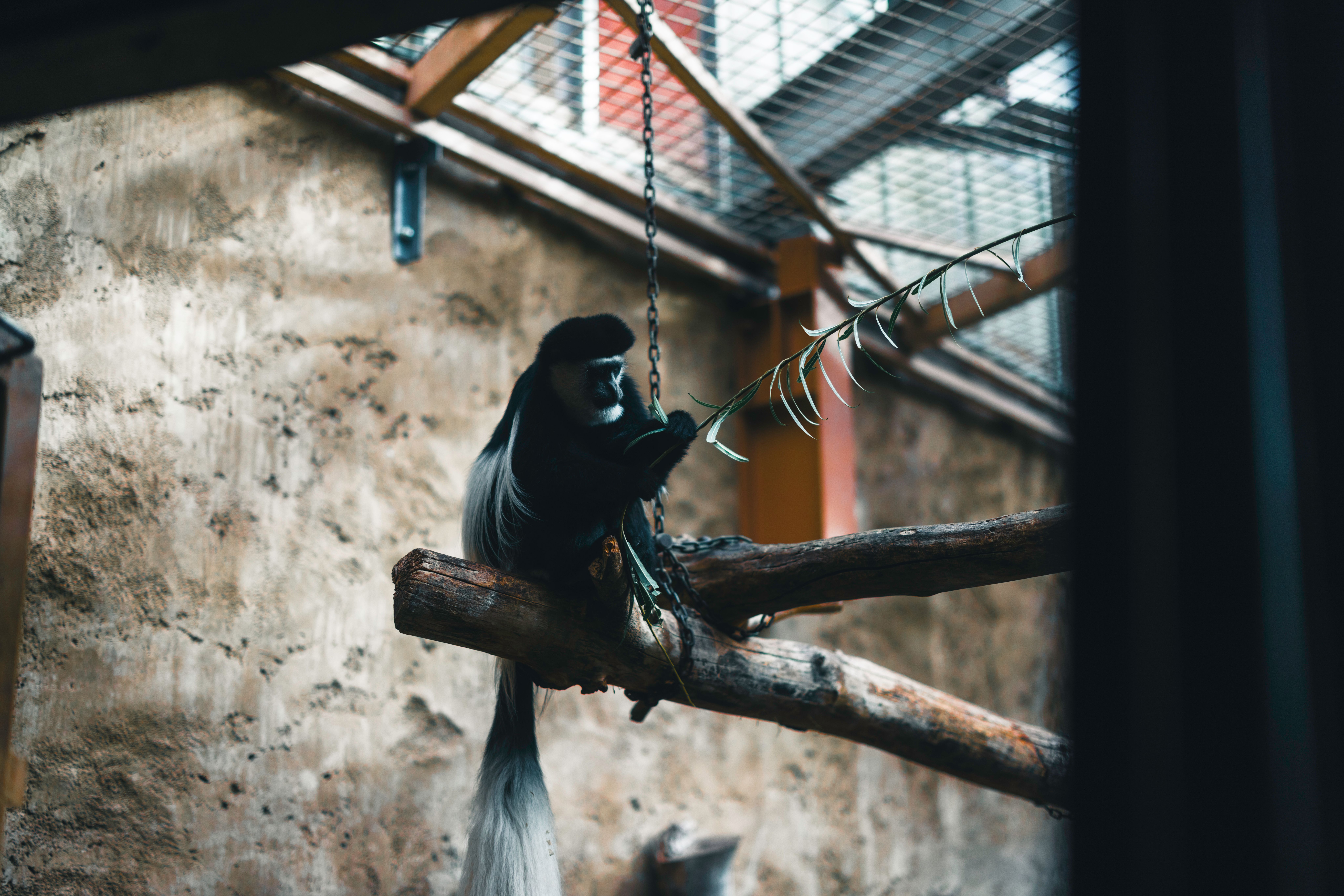 Black and White Colobus in Captive Habitat · Free Stock Photo