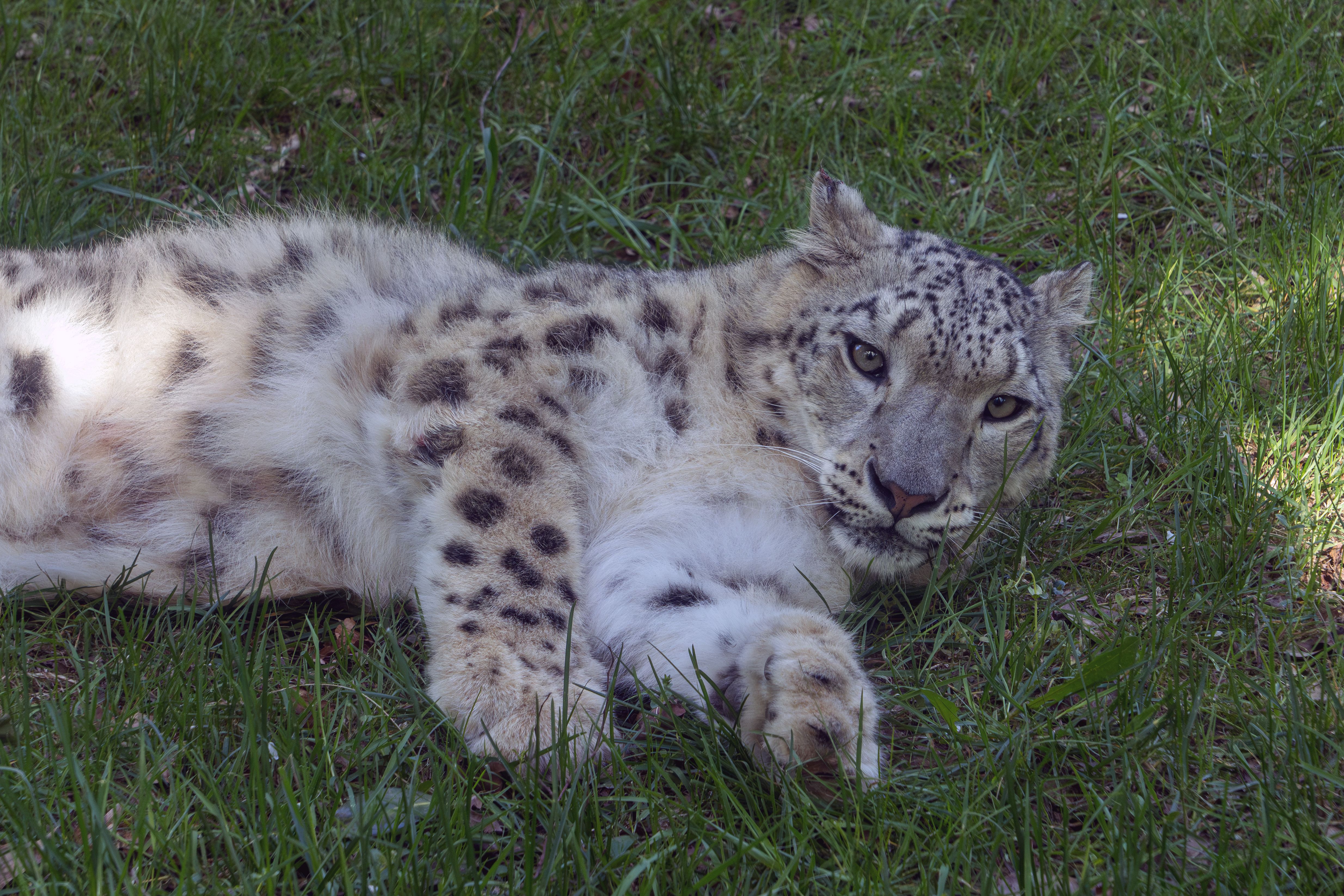 Snow Leopard Resting on Grass in Natural Habitat · Free Stock Photo