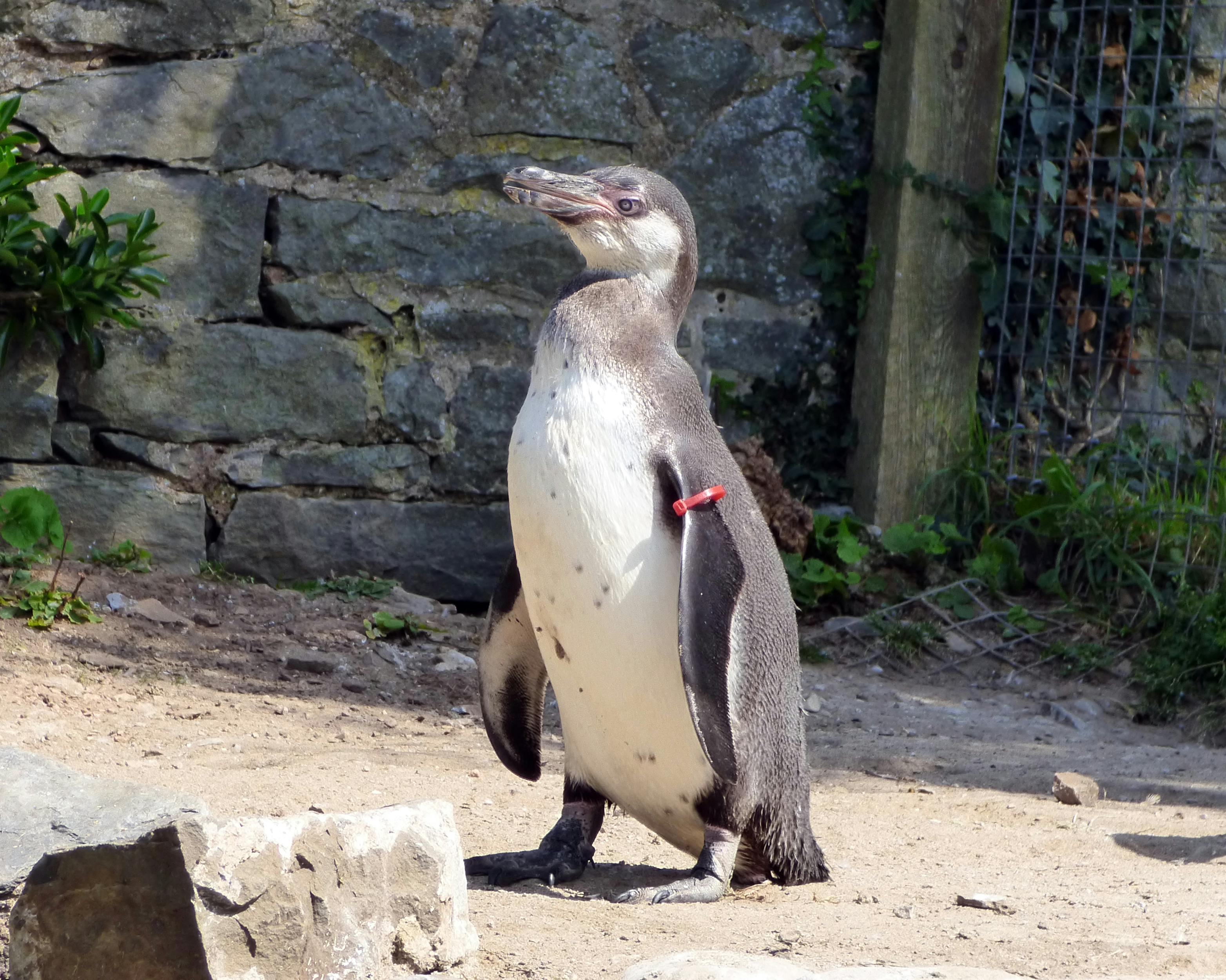 Animals 4 Photos & Videos Collected by Simon Alun Hark