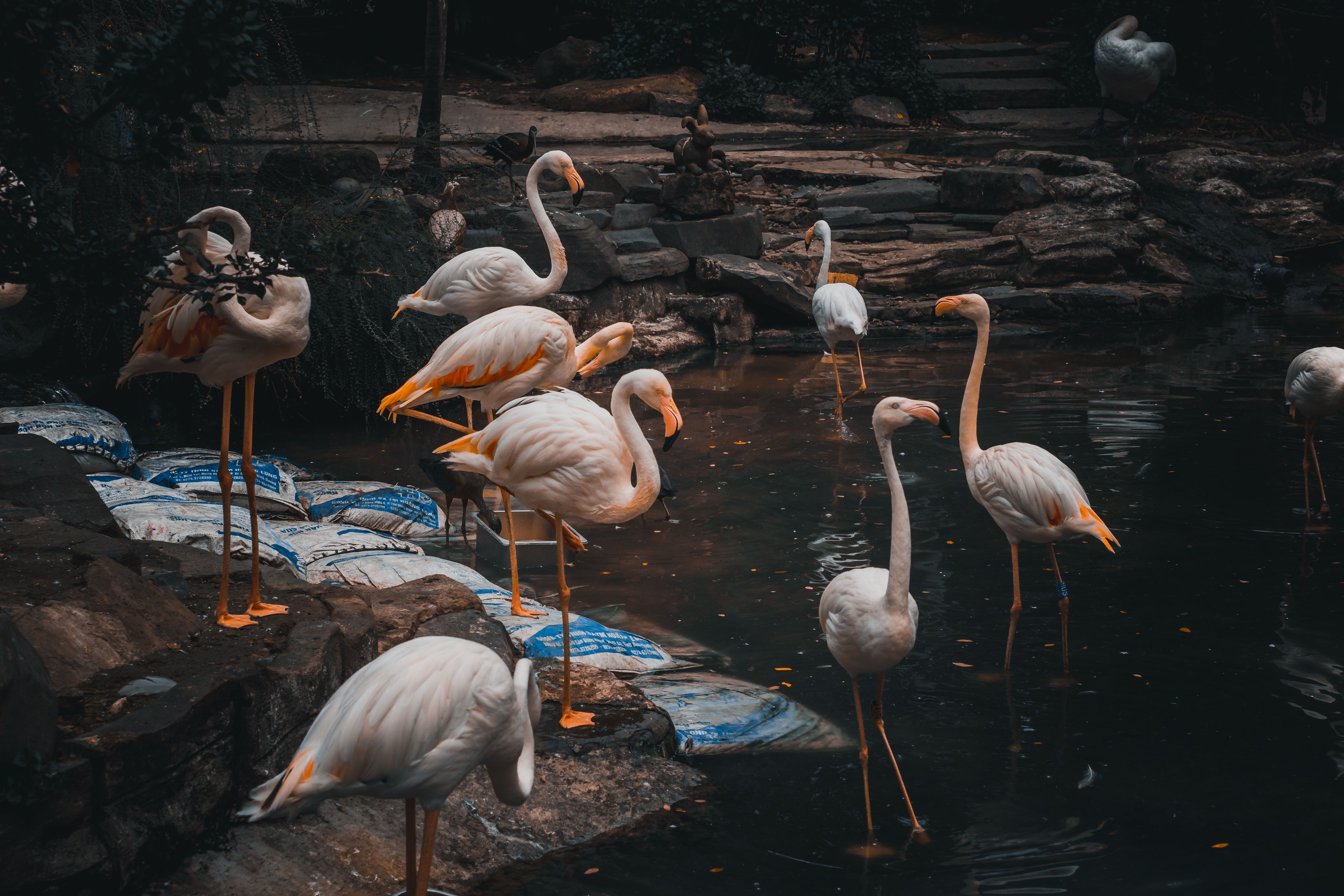 Zoo Animals Photos, Download The BEST Free Zoo Animals Stock Photos ...