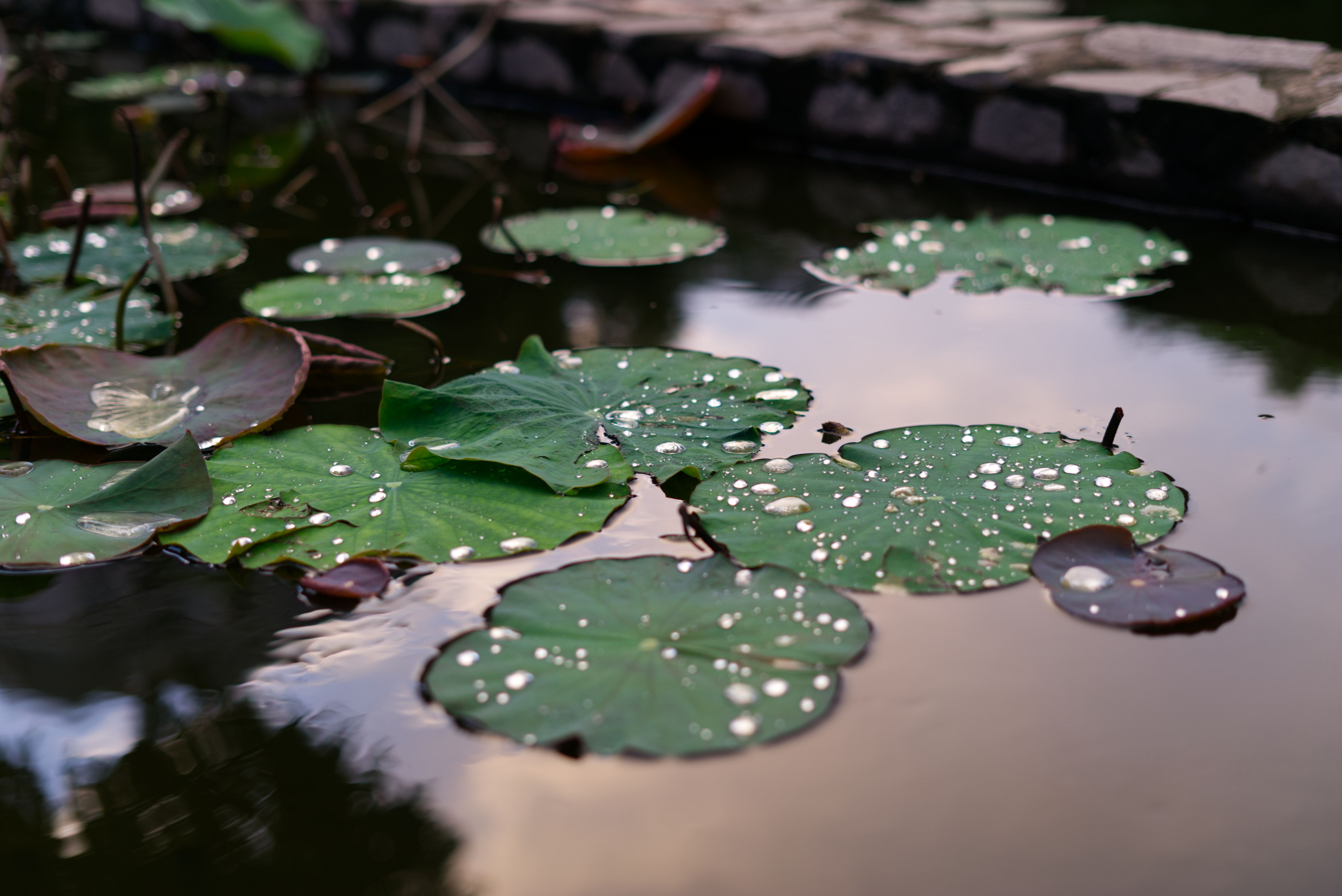 Green Lily Pads on Water · Free Stock Photo
