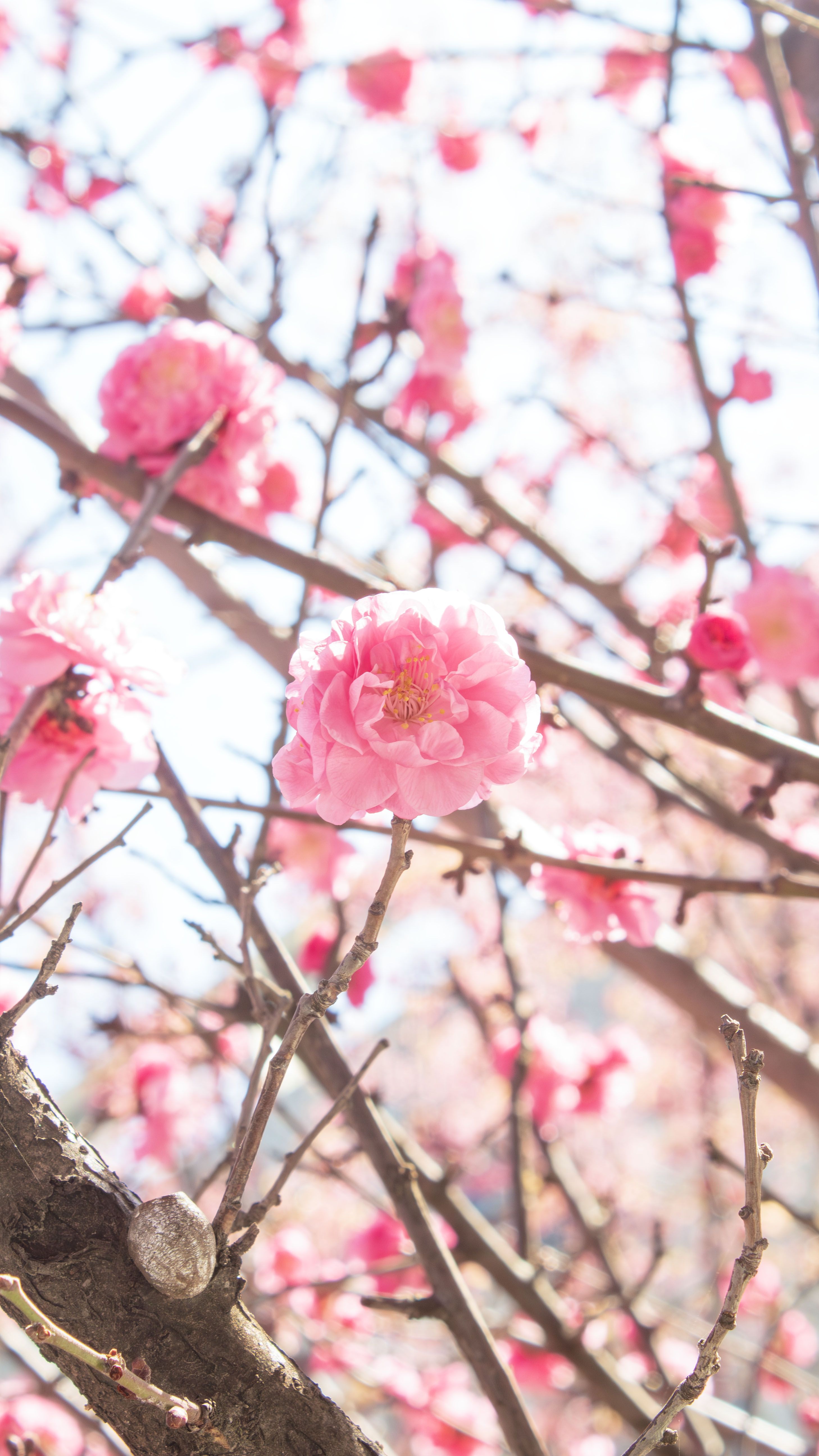 Cute Wallpaper Sanrio Photos, Download The BEST Free Cute Wallpaper ...