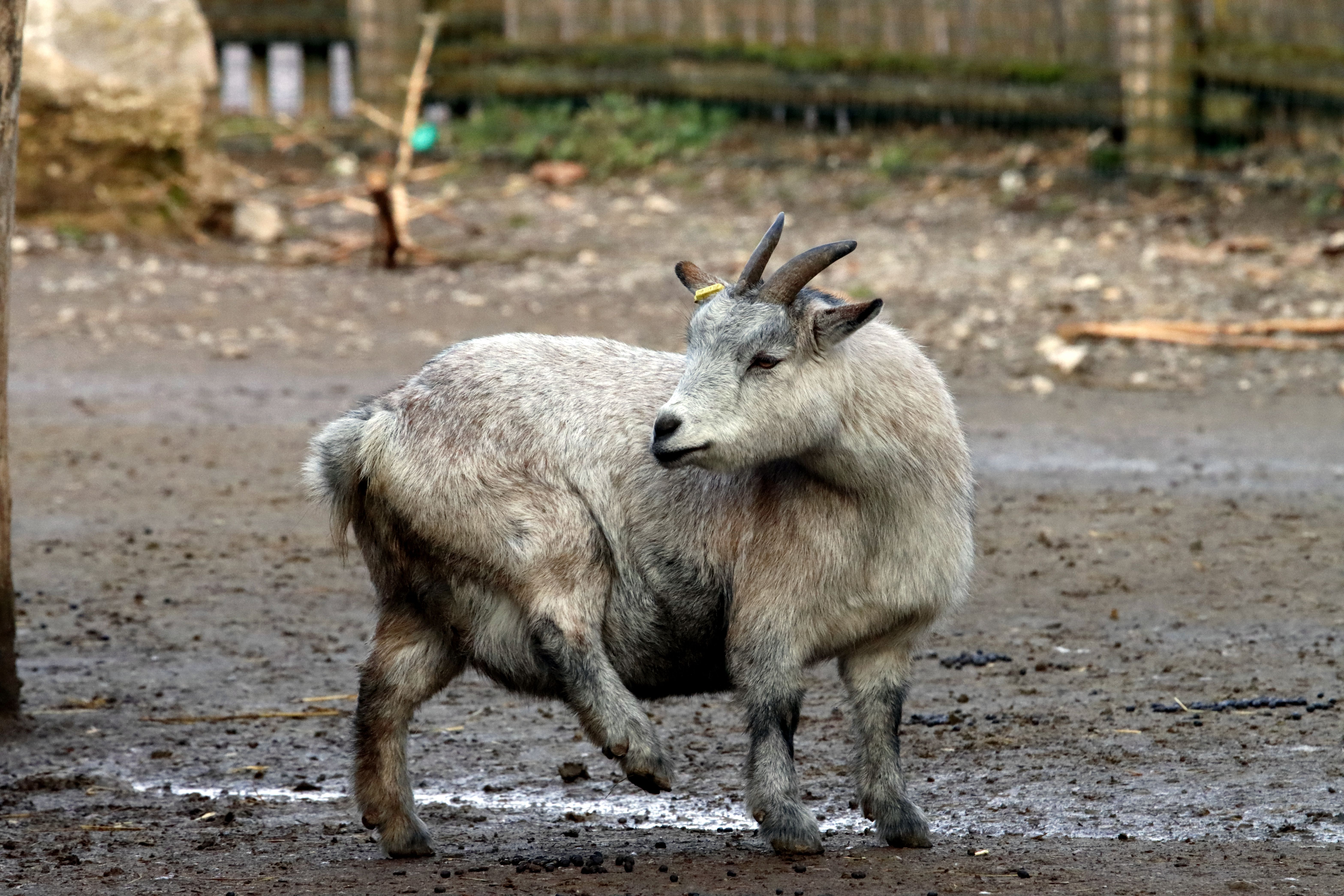 Gray Pygmy Goat Standing on Dirt Ground · Free Stock Photo
